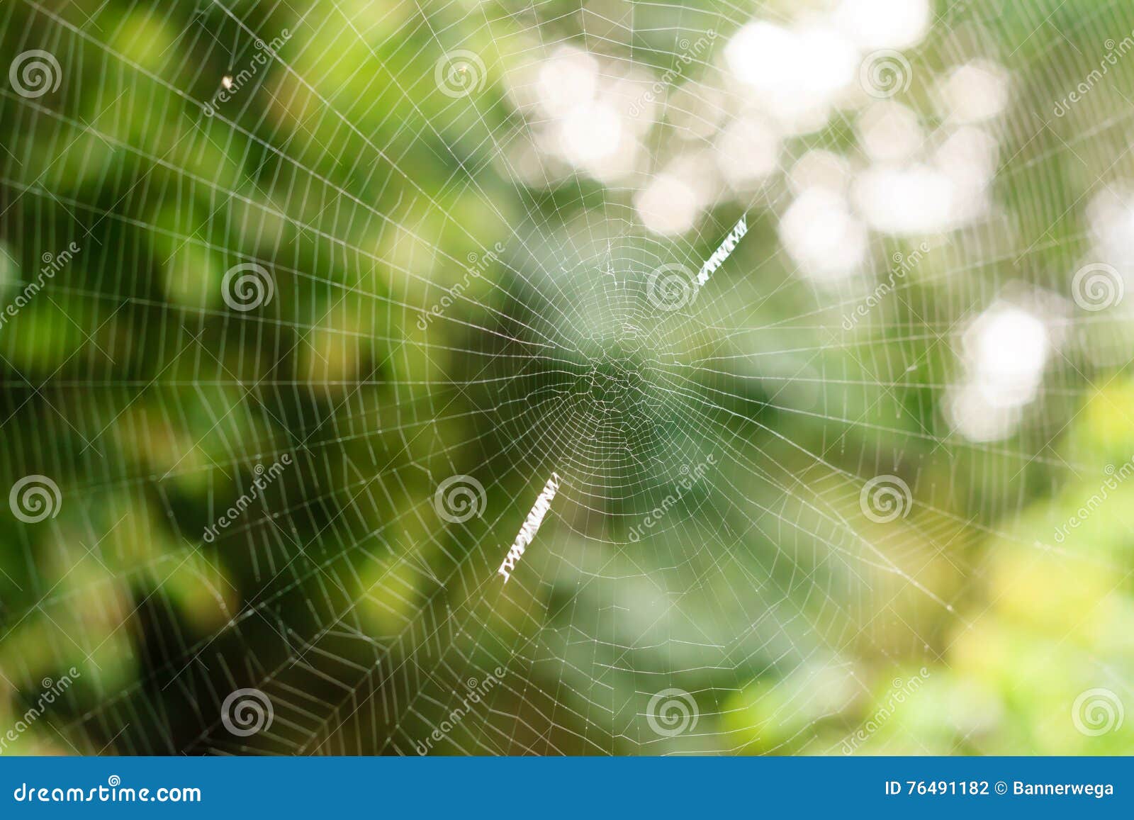 La ragnatela fotografia stock. Immagine di gocciolina - 76491182