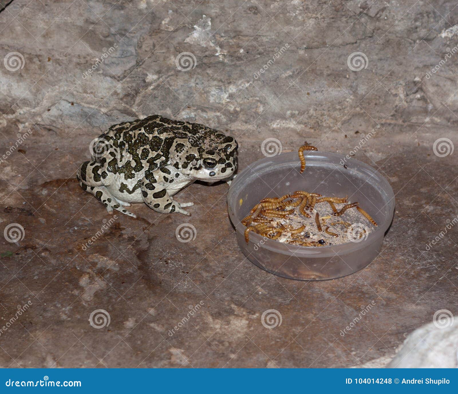 La rana come el gusano foto de archivo. Imagen de alimento - 104014248