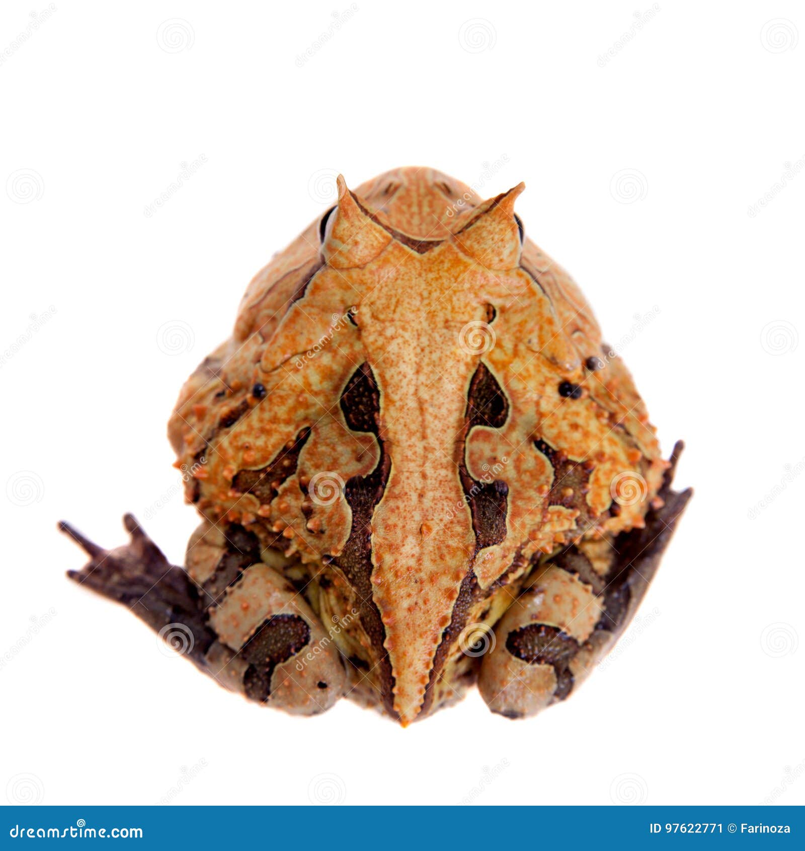 La Rana De Cuernos De Suriname Aislada En Blanco Imagen de archivo ...