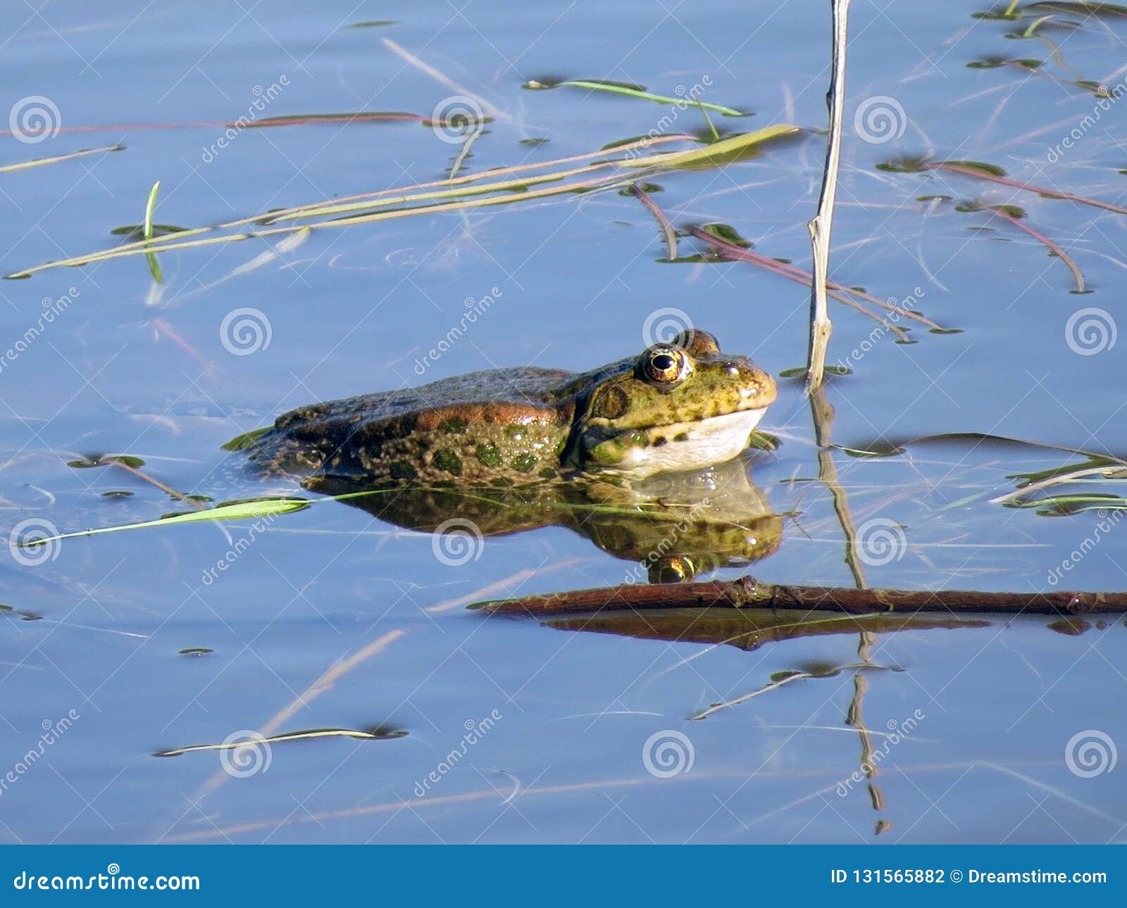 La Rana Espera Pacientemente Su Presa Foto de archivo - Imagen de ...