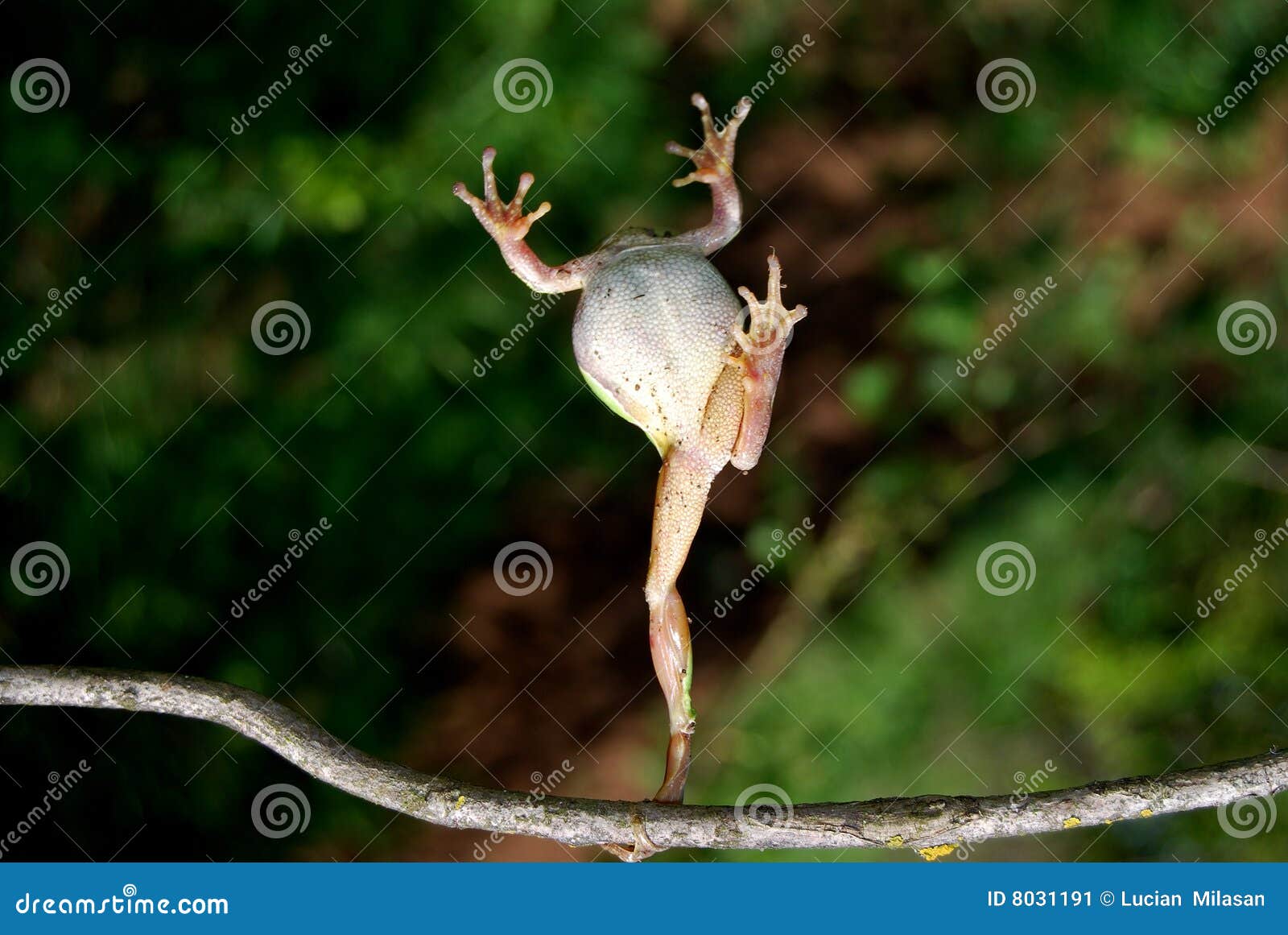 La rana salta immagine stock. Immagine di testa, fermo - 8031191