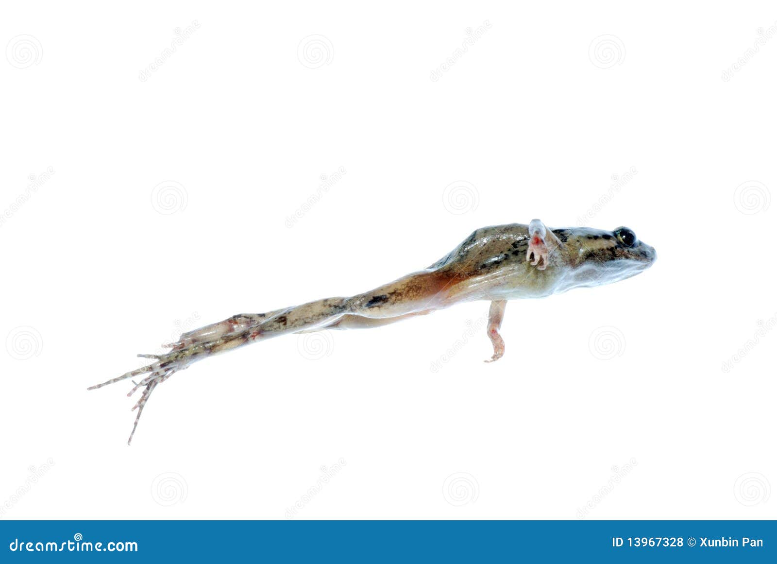 La rana salta aislado foto de archivo. Imagen de ojos - 13967328