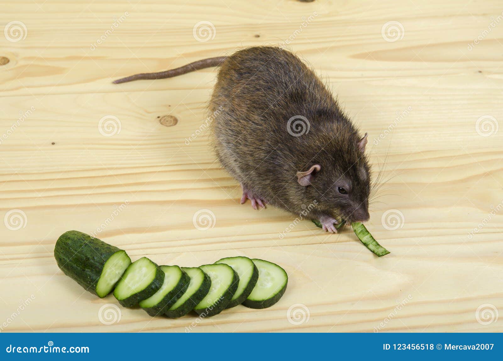 La rata come un pepino foto de archivo. Imagen de alimento - 123456518