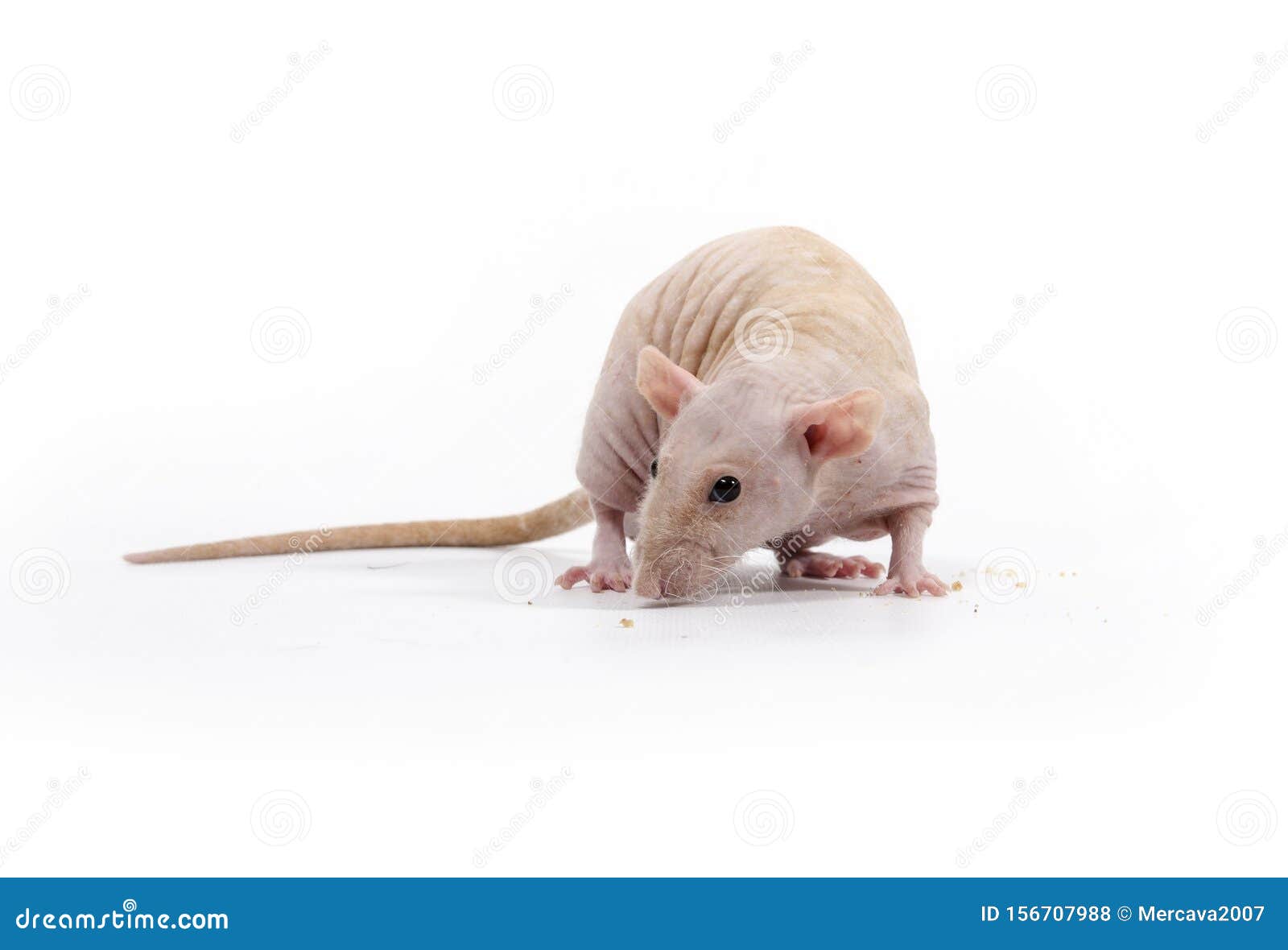 La Rata Decorativa Come Pan Seco Foto de archivo - Imagen de fondo ...