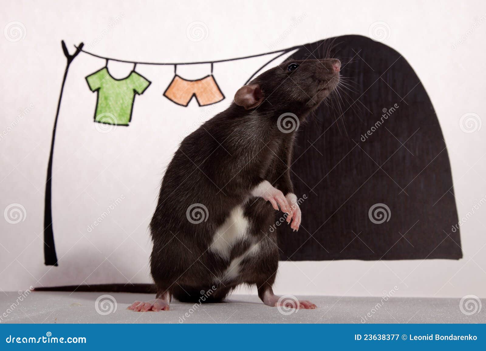 La rata en la casa. imagen de archivo. Imagen de floreros - 23638377