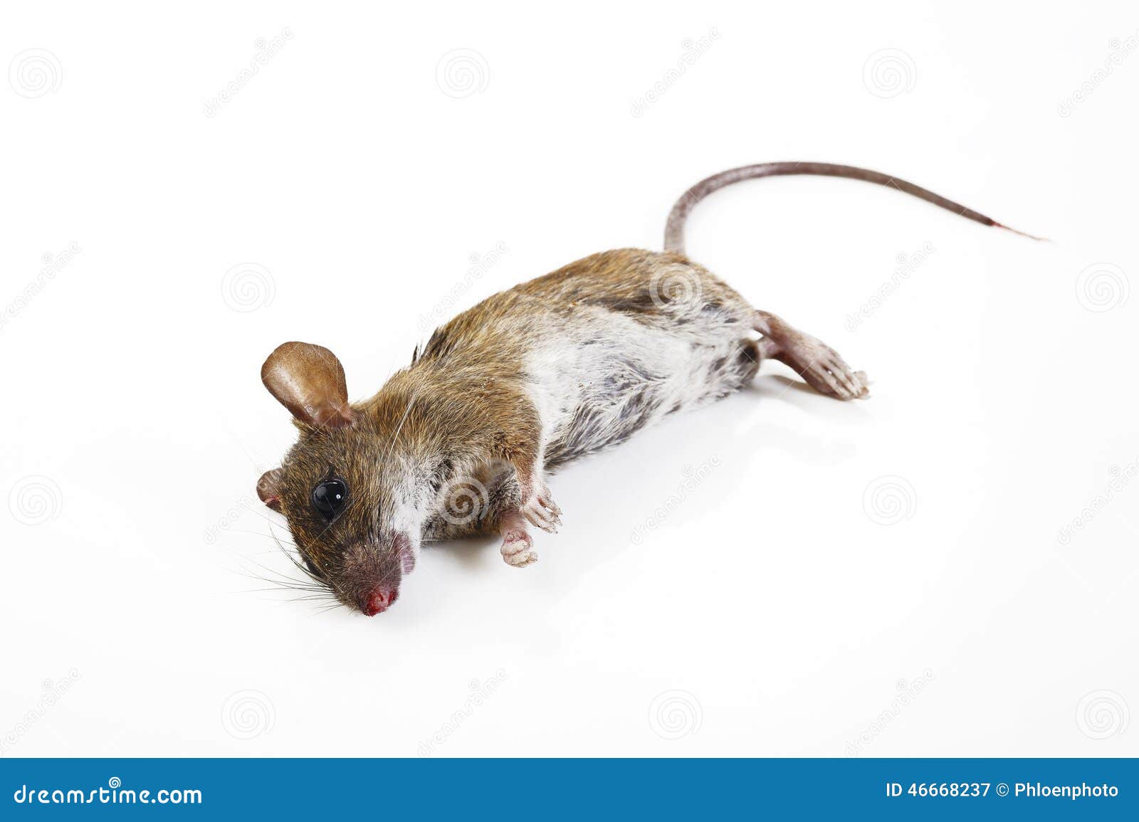 La rata muere imagen de archivo. Imagen de muerte, cola - 46668237