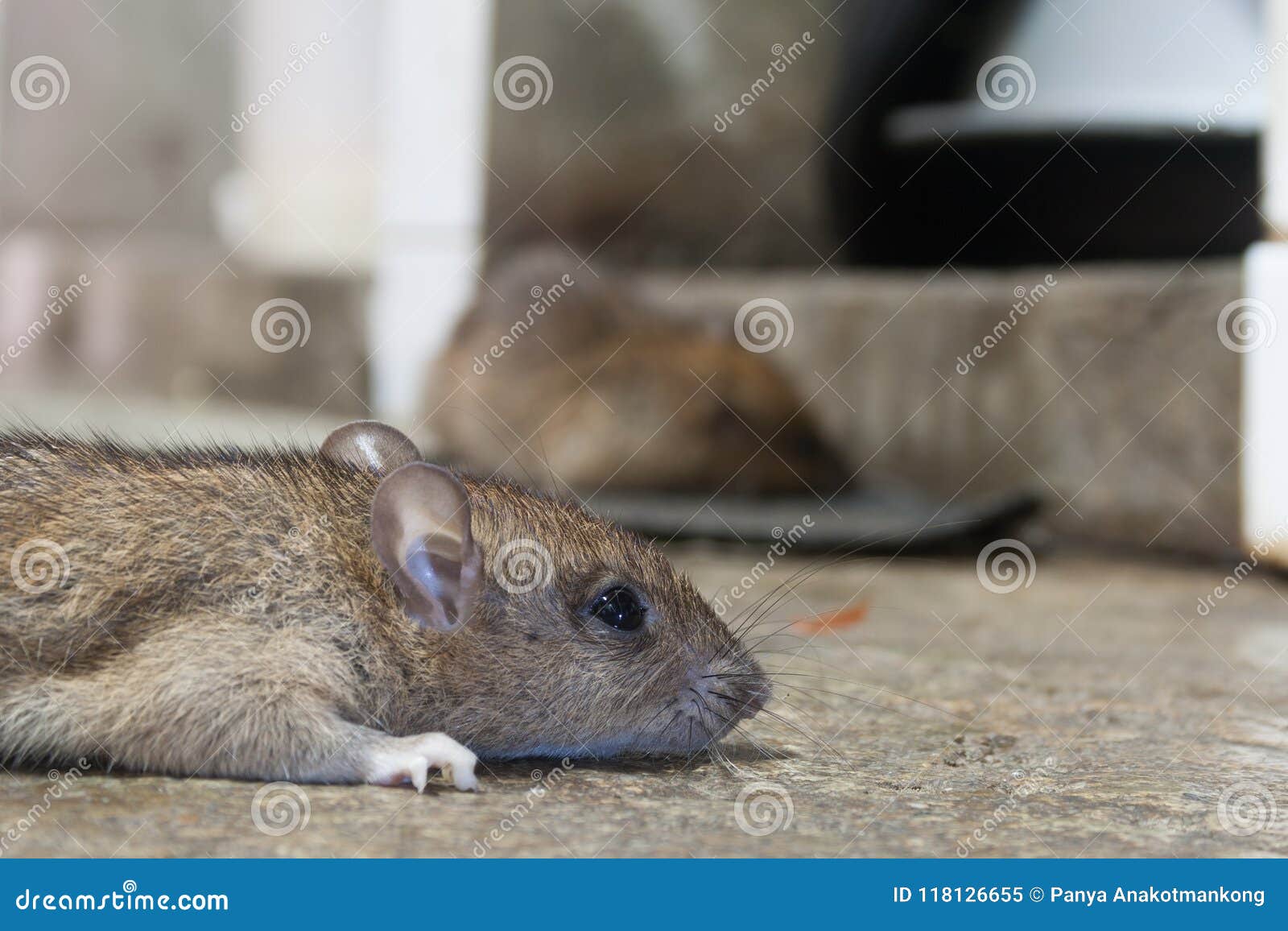 La Rata Se Convierte En Una Sequedad Imagen de archivo - Imagen de ...