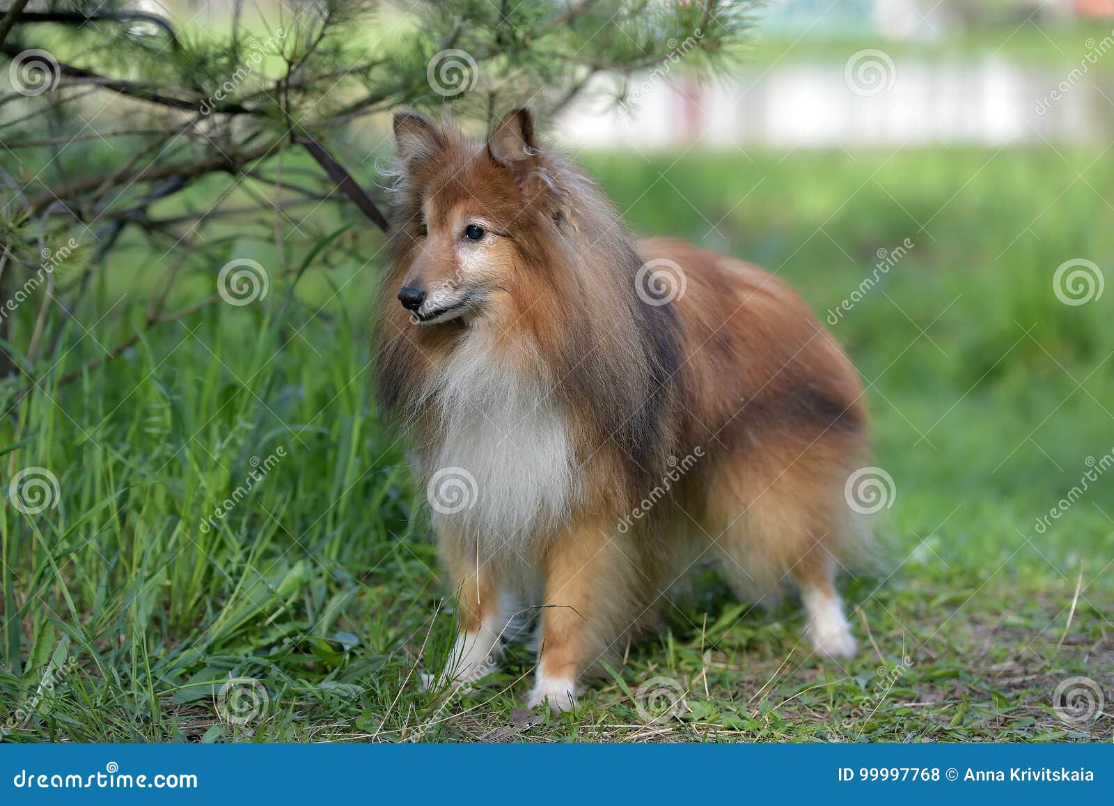 La raza Sheltie del perro foto de archivo. Imagen de sheepdog - 99997768