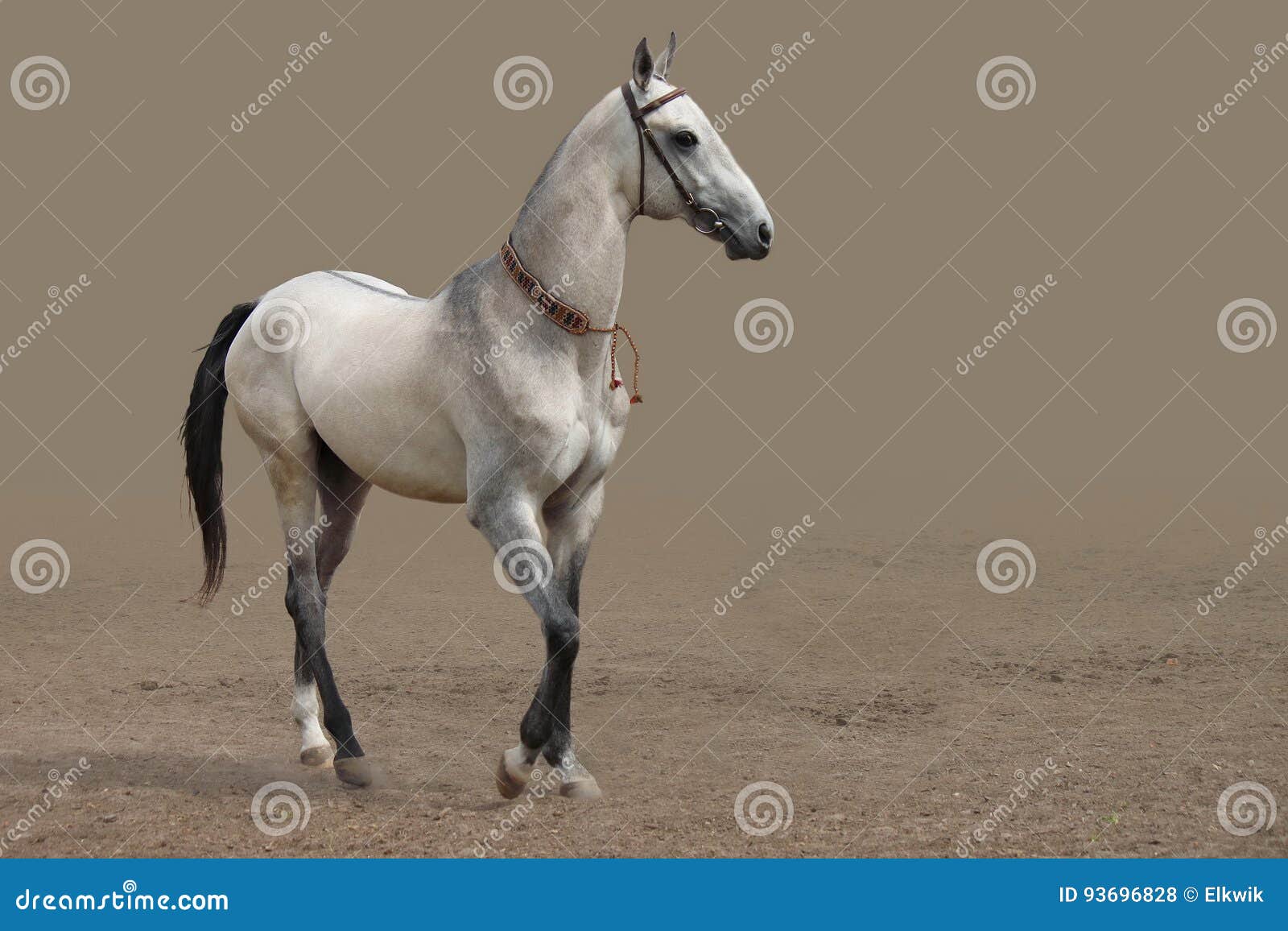 La Razza Del Cavallo Di Akhal-Teke Fotografia Stock - Immagine di ...
