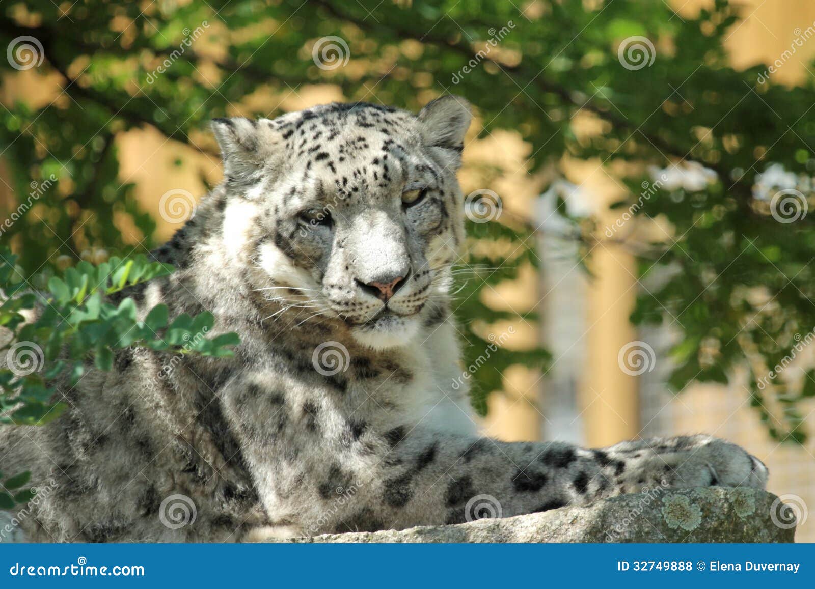 La reclinación de la onza foto de archivo. Imagen de pantera - 32749888