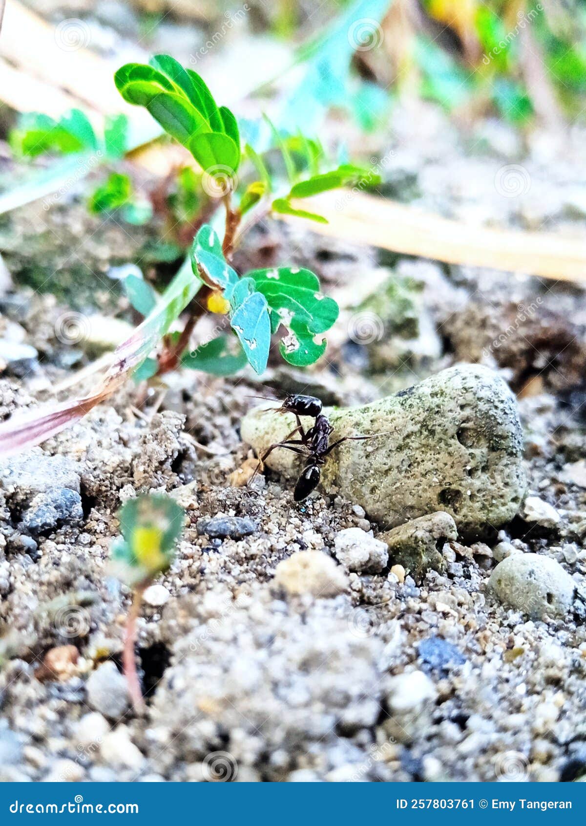 La Reine Des Fourmis Dans La Cour Au Repos Image stock - Image du ...
