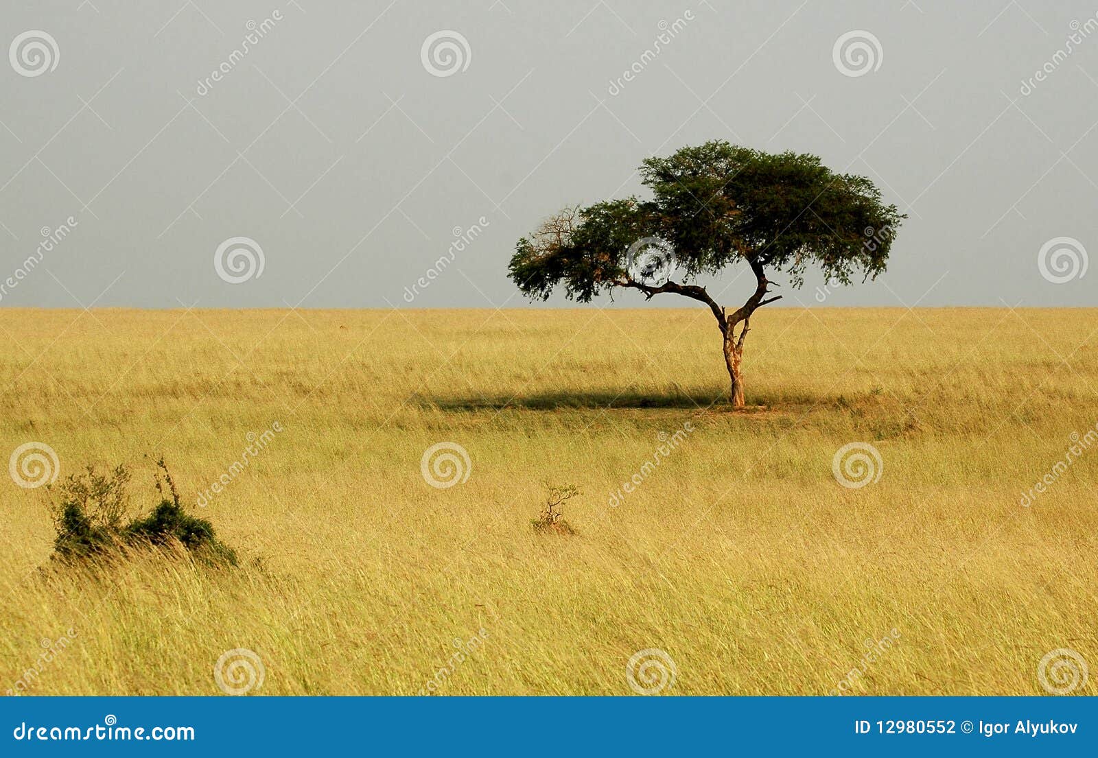 La savane photo stock. Image du savane, ouganda, safari - 12980552