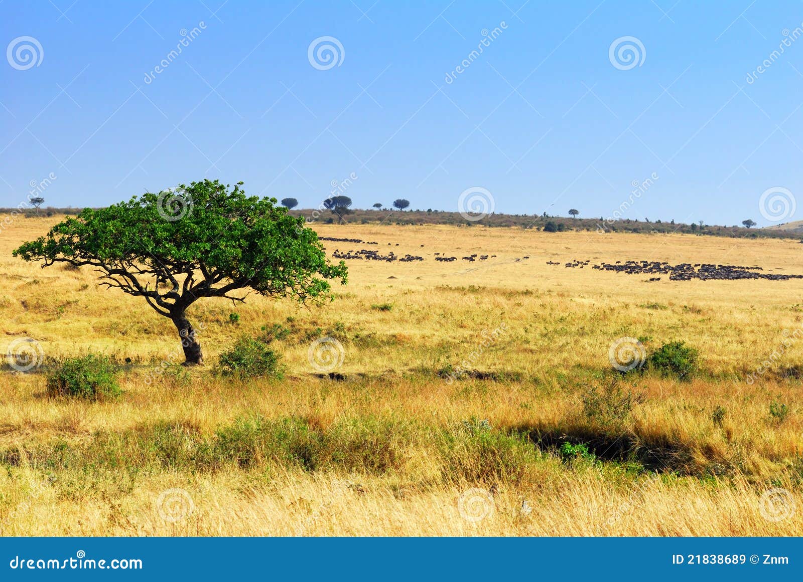 La savane africaine image stock. Image du plaines, sauvage - 21838689