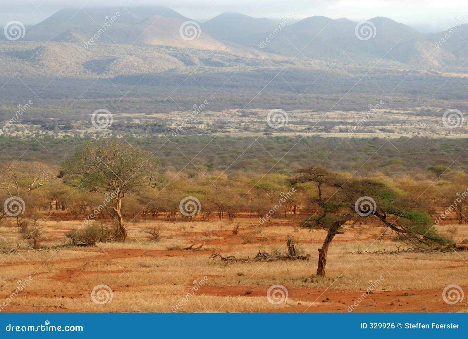 La savane africaine photo stock. Image du sauvage, nationale - 329926