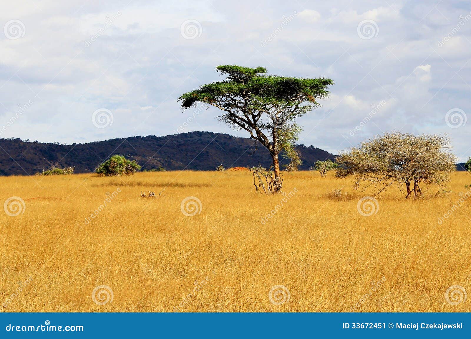 La savane africaine image stock. Image du kenya, voyage - 33672451