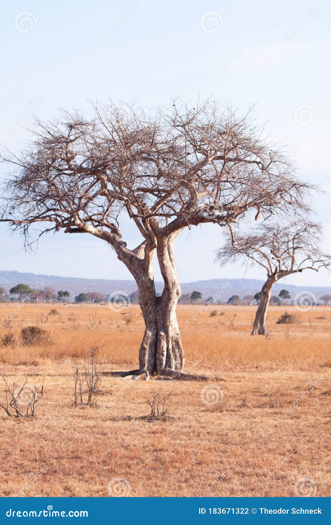 La Savane Africaine D'arbre Sec Photo stock - Image du vert, sauvage ...