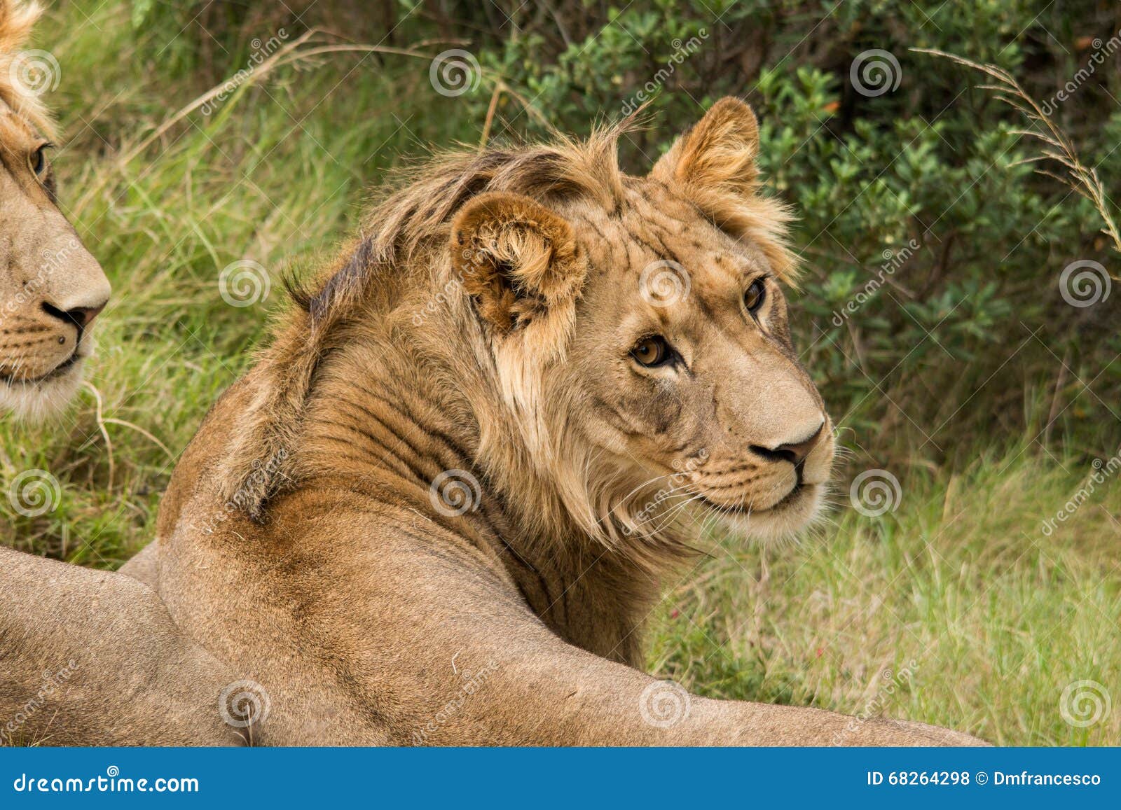 La savane Afrique de lion photo stock. Image du kalahari - 68264298