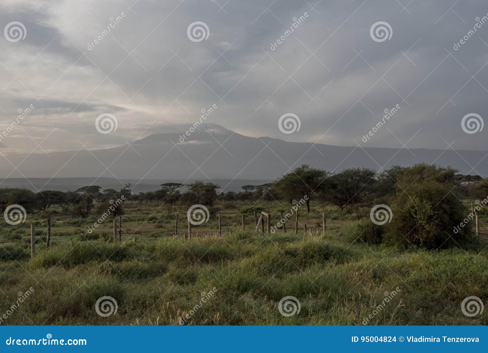 La Savane Verte Devant Kilimanjaro Photo stock - Image du kenya ...