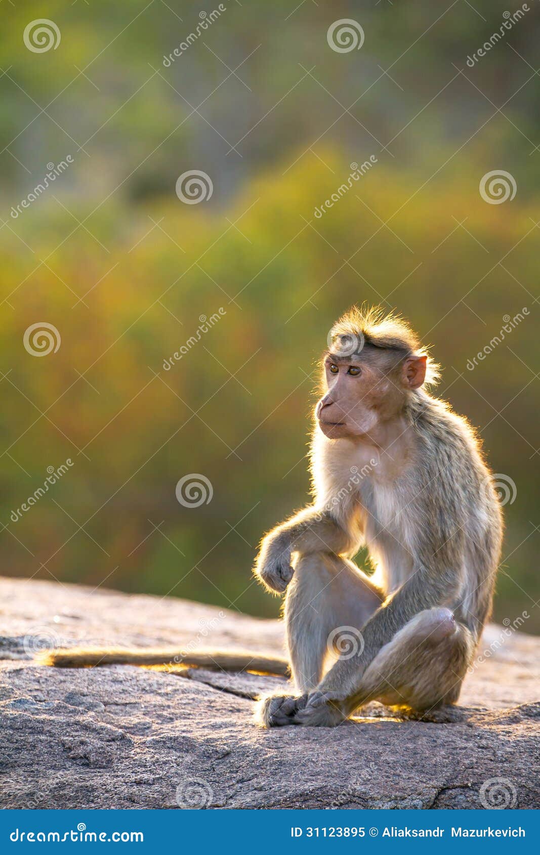 La Scimmia Di Macaco Del Reso Immagine Stock - Immagine di primato ...