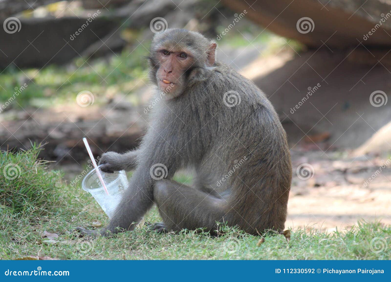 La Scimmia Sta Mangiando L'alimento Fotografia Stock - Immagine di ...