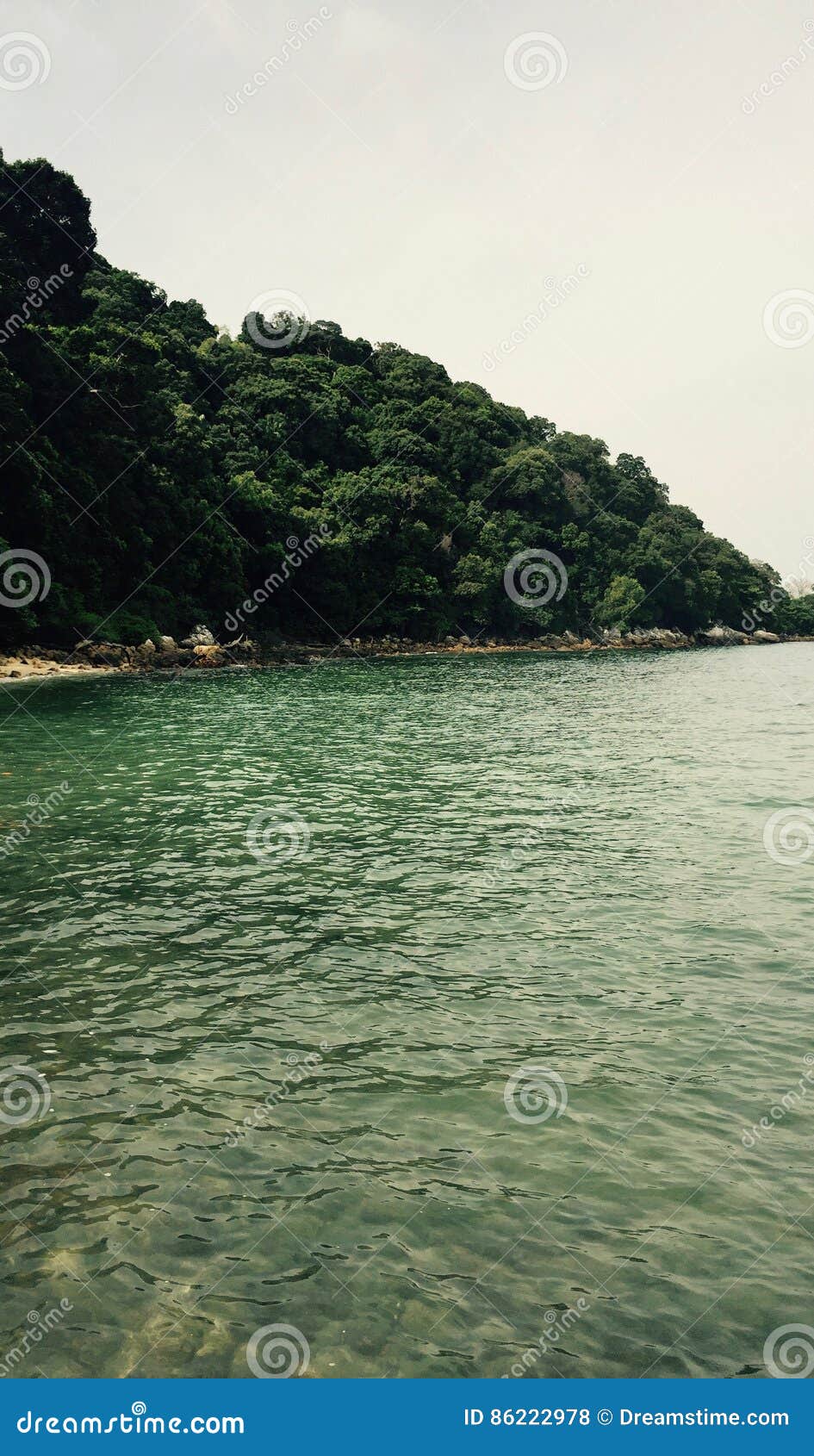 La selva resuelve el mar foto de archivo. Imagen de claro - 86222978