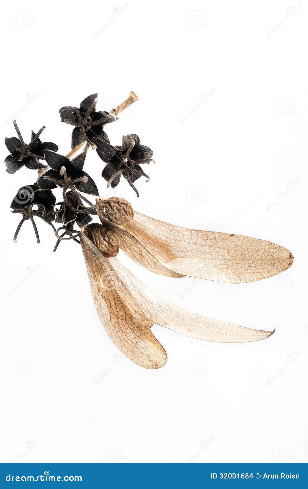 La semilla coa alas foto de archivo. Imagen de viento - 32001684