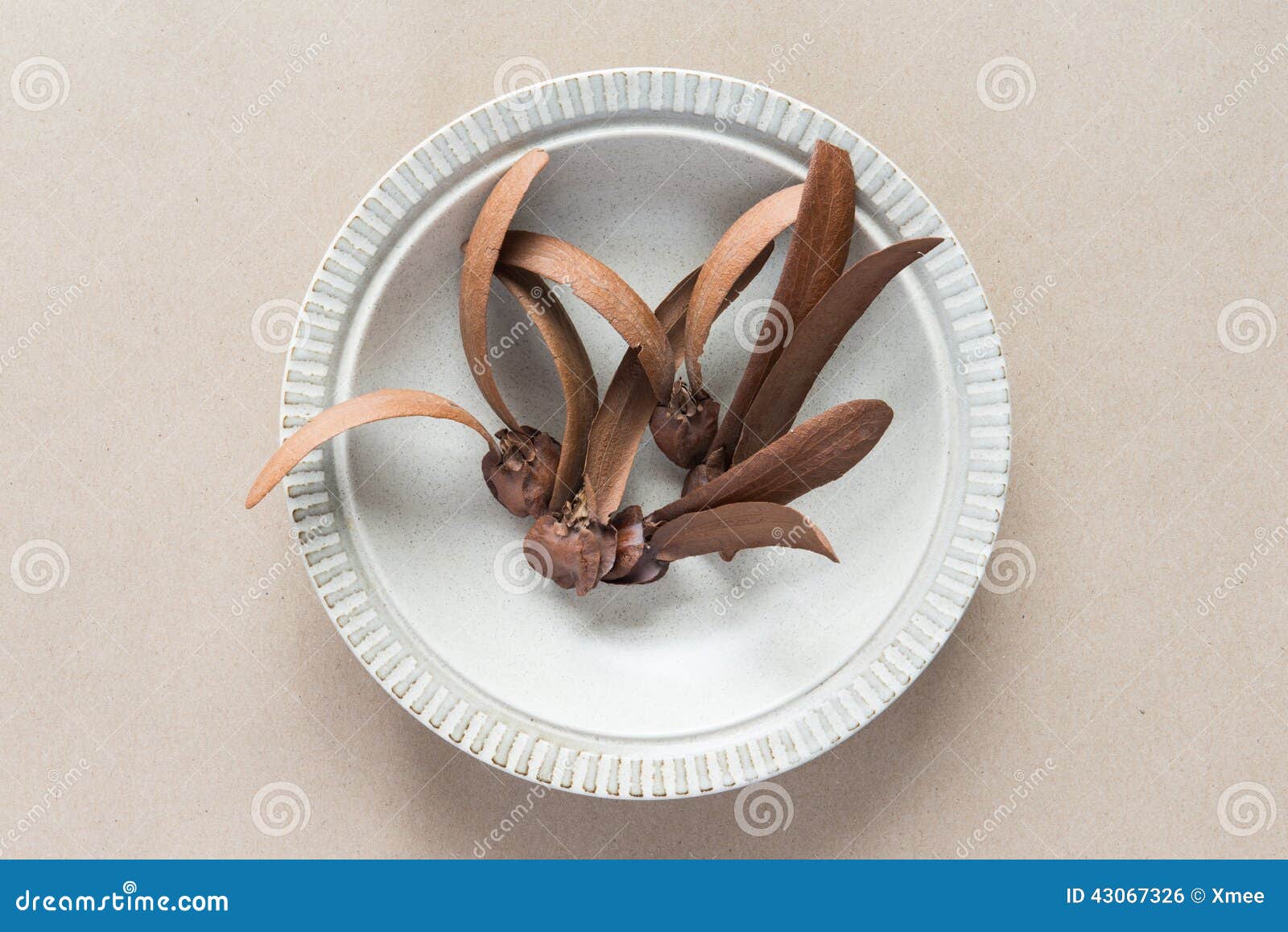 La Semilla Coa Alas, En El Plato Foto de archivo - Imagen de viento ...