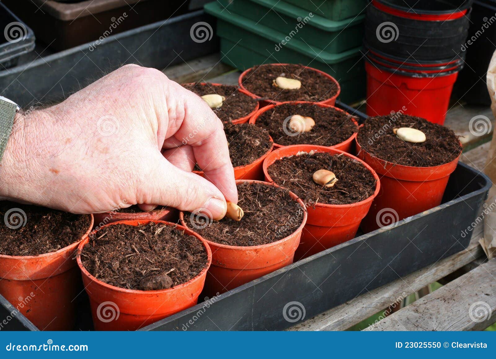 La semina delle fave. fotografia stock. Immagine di organico - 23025550