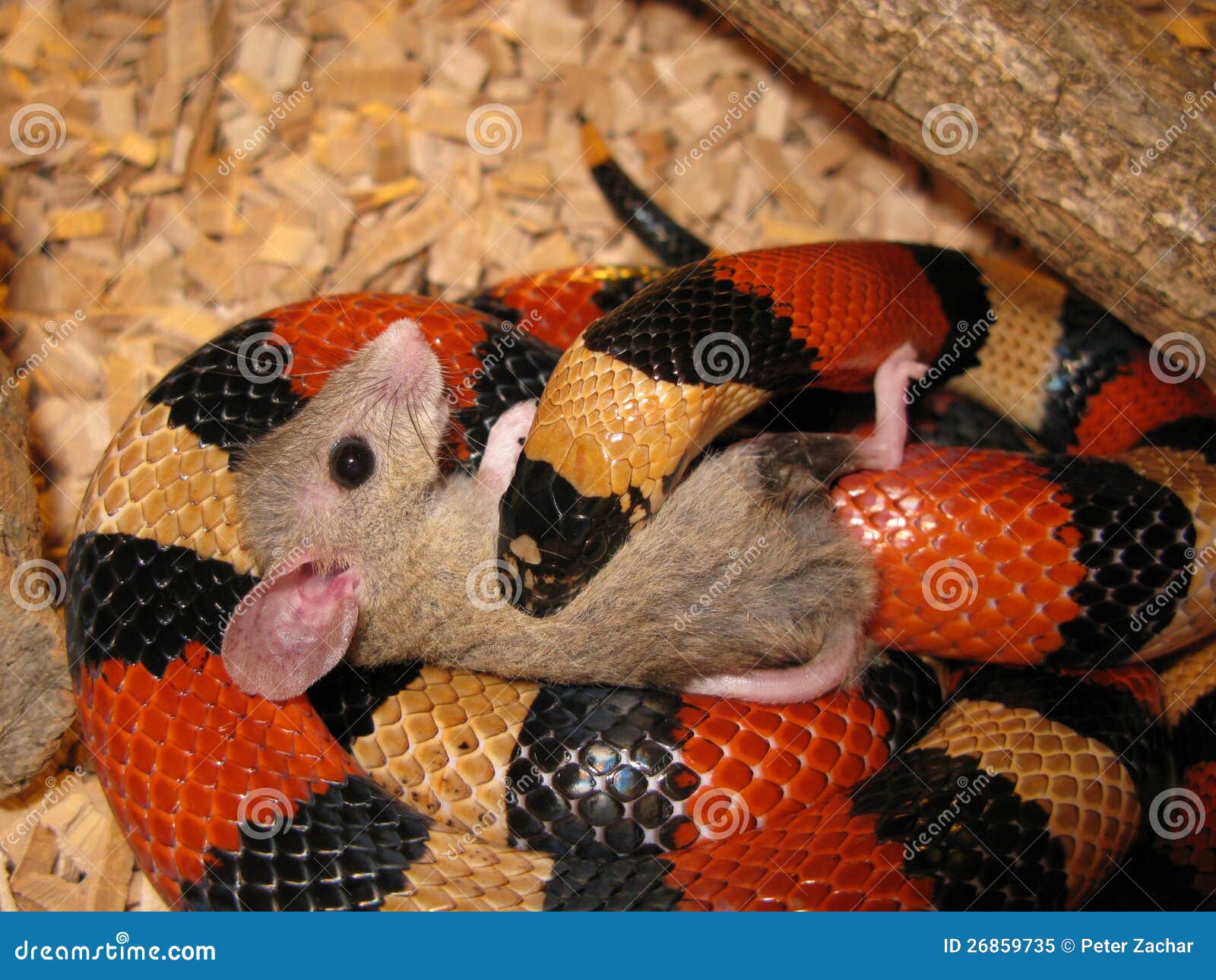 La serpiente come el ratón imagen de archivo. Imagen de jaguar - 26859735