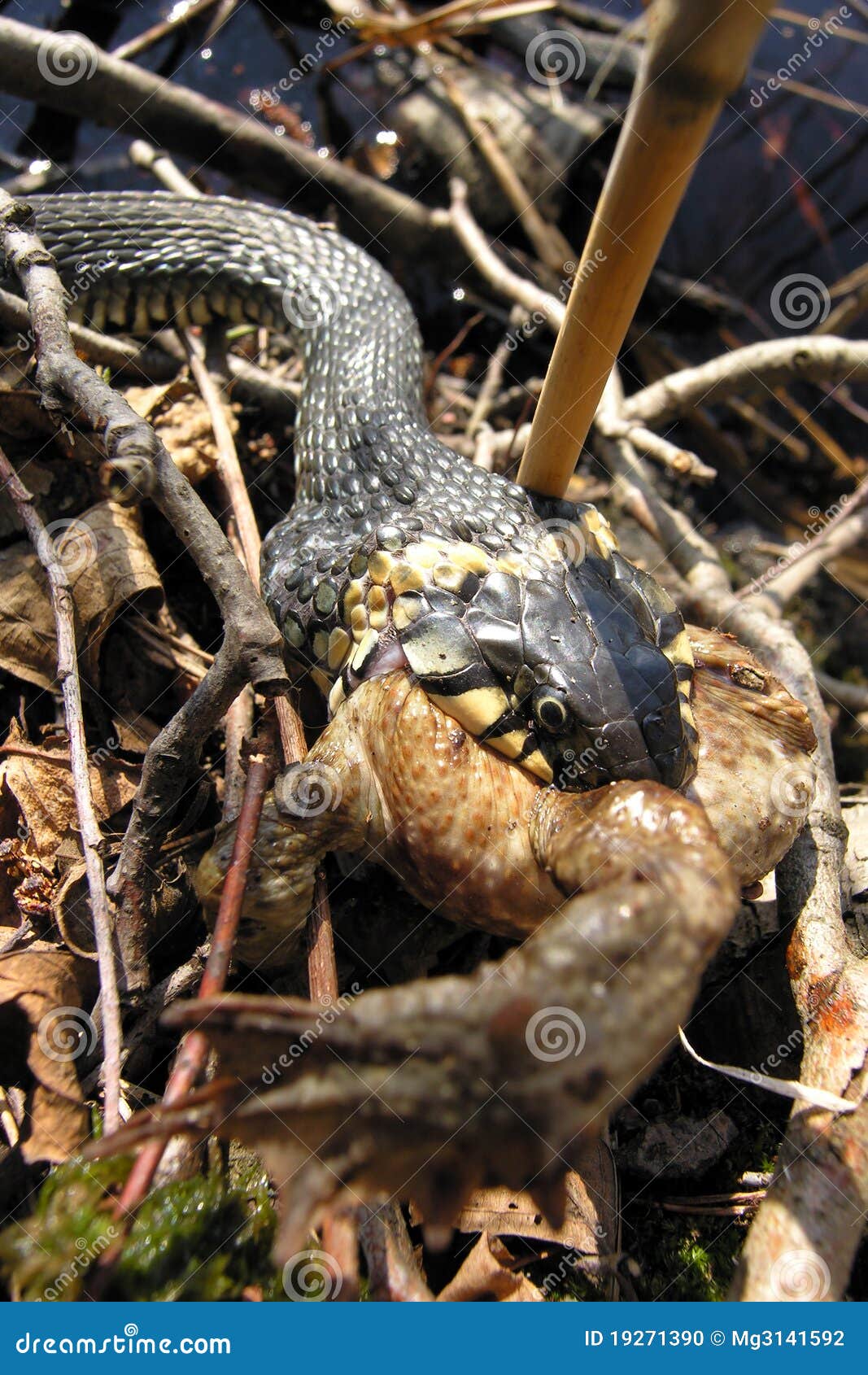 La serpiente come la rana foto de archivo. Imagen de rana - 19271390