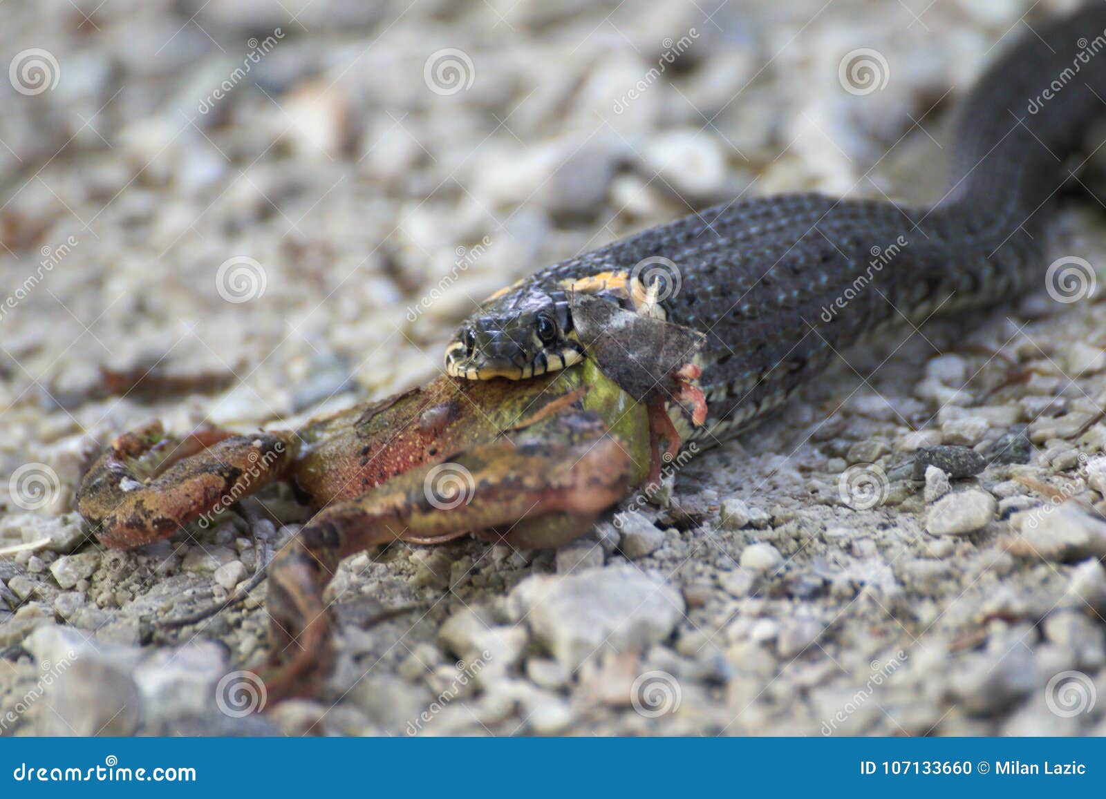 La serpiente come una rana foto de archivo. Imagen de cazador - 107133660