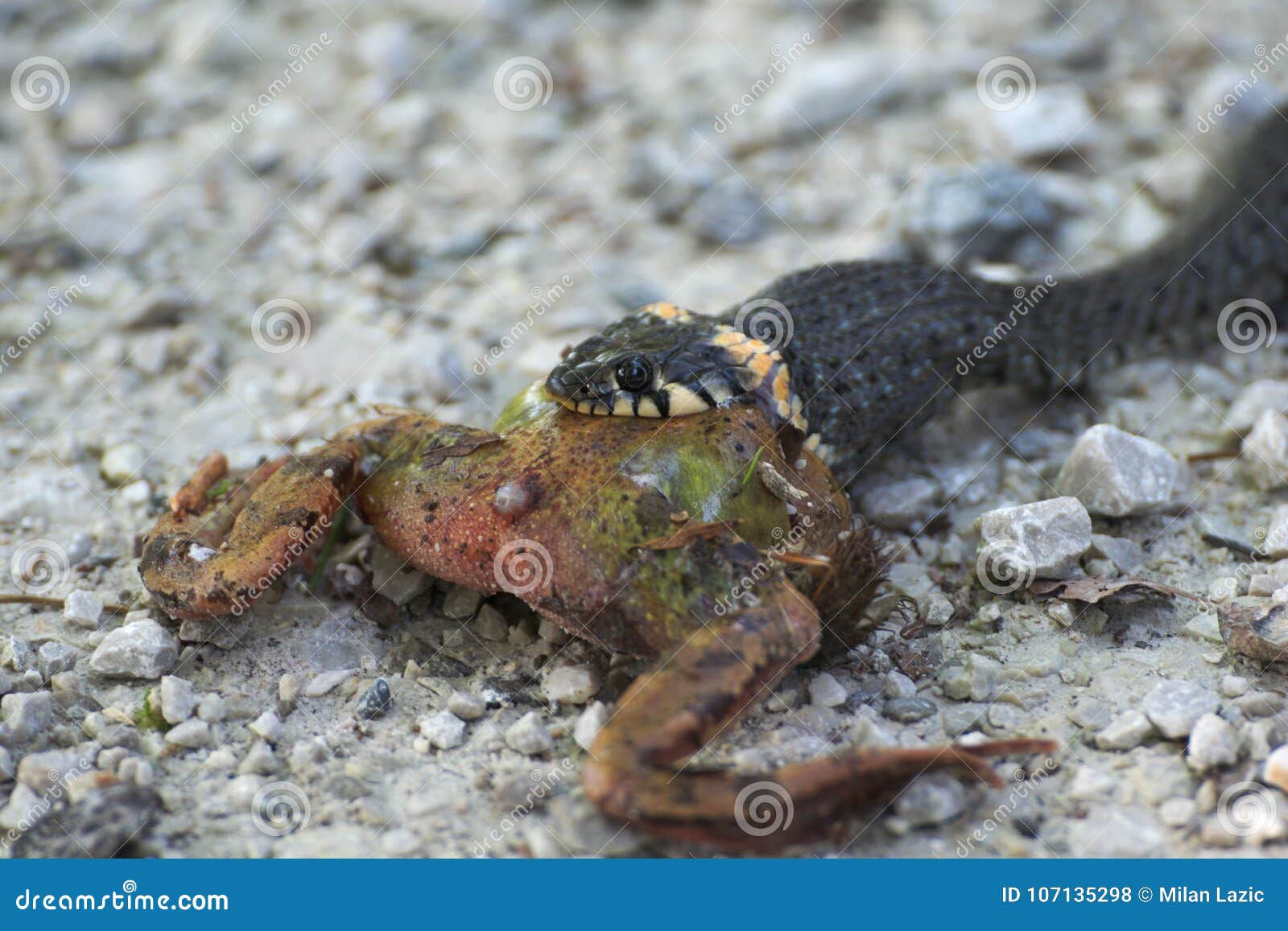 La serpiente come una rana foto de archivo. Imagen de grava - 107135298