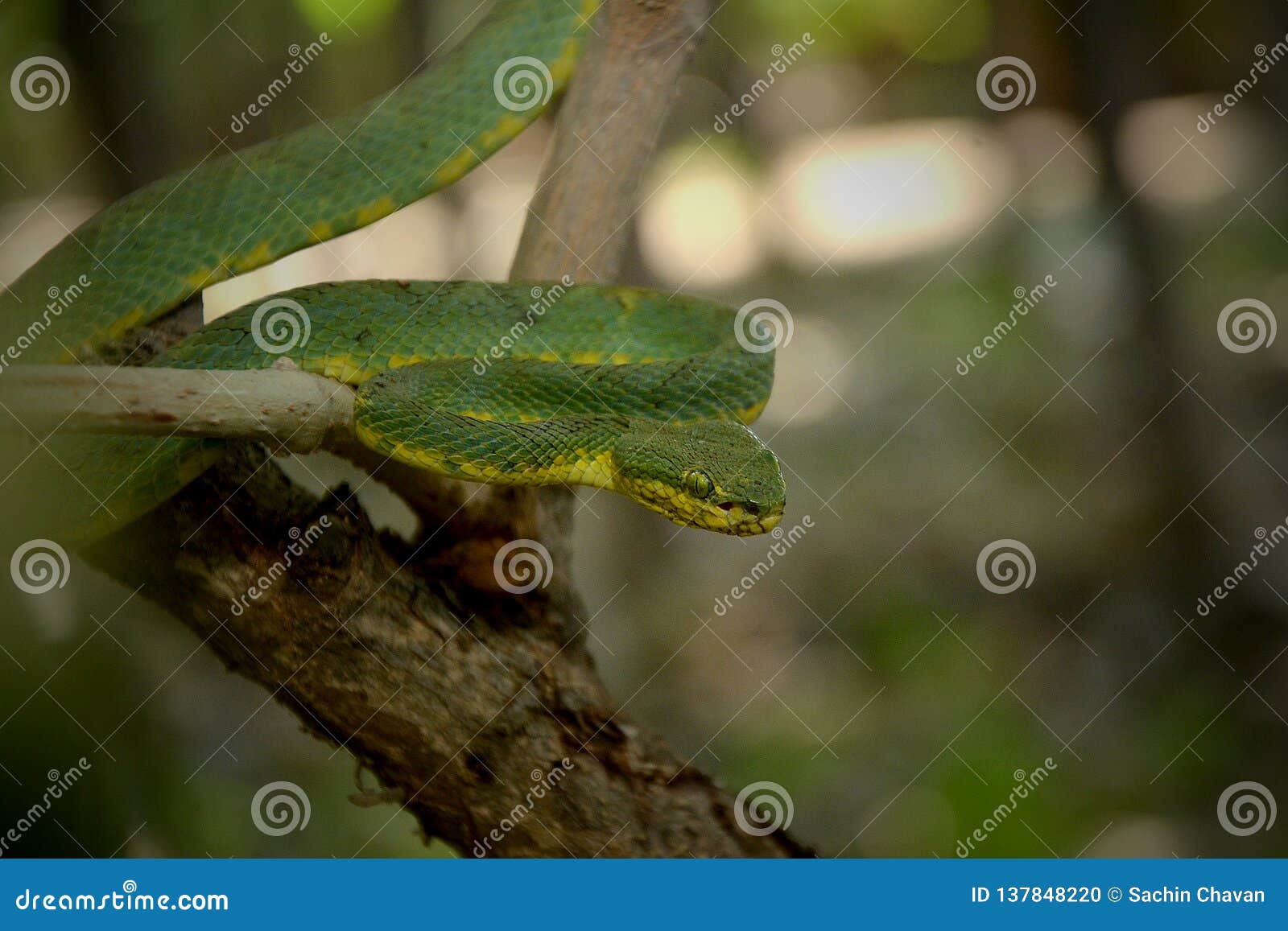 La Serpiente Hermosa Verde De Pit Viper Foto de archivo - Imagen de ...
