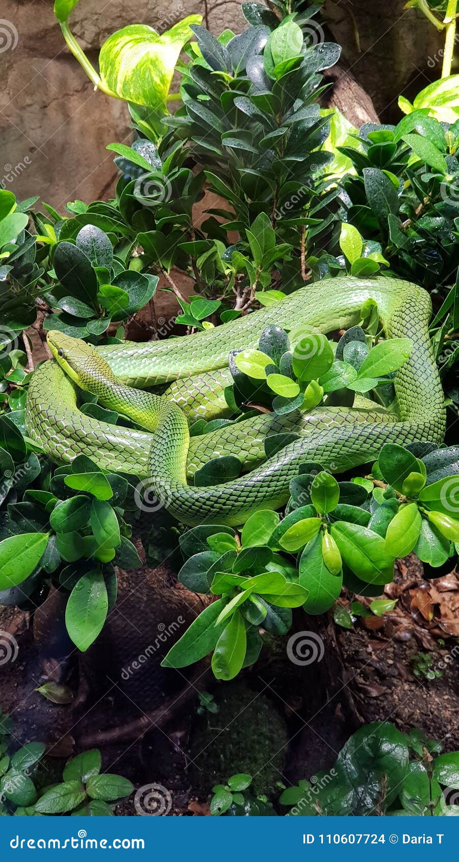 La serpiente verde imagen de archivo editorial. Imagen de licencia ...