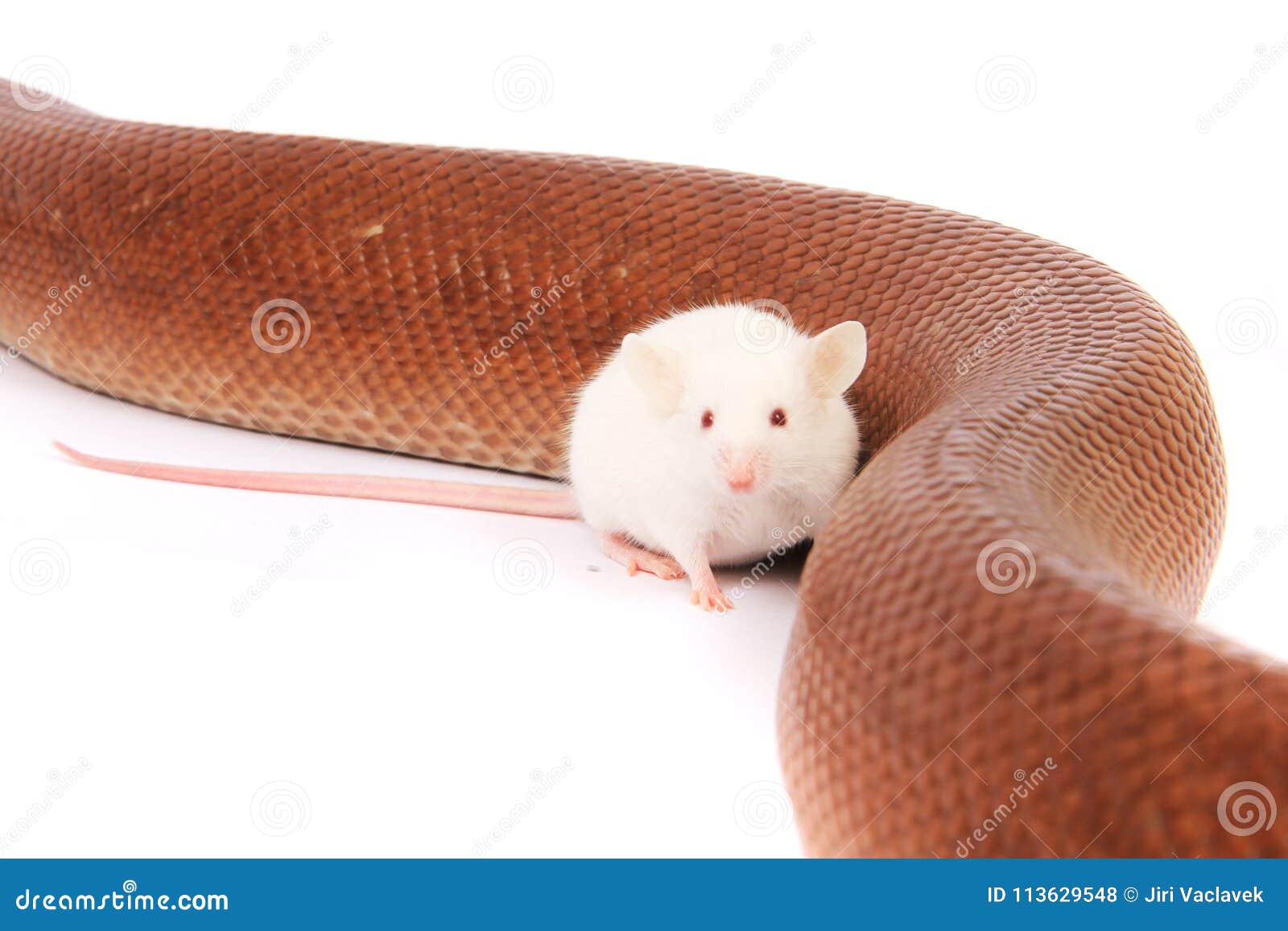 La Serpiente Y El Ratón Son Amigos Foto de archivo - Imagen de ...