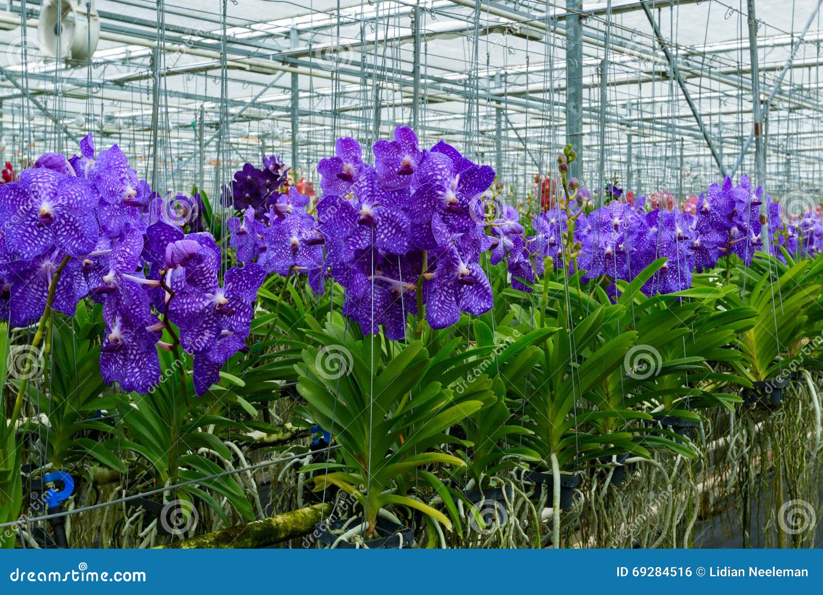 La Serra Dell'orchidea Di De Vanda Fotografia Stock - Immagine di ...