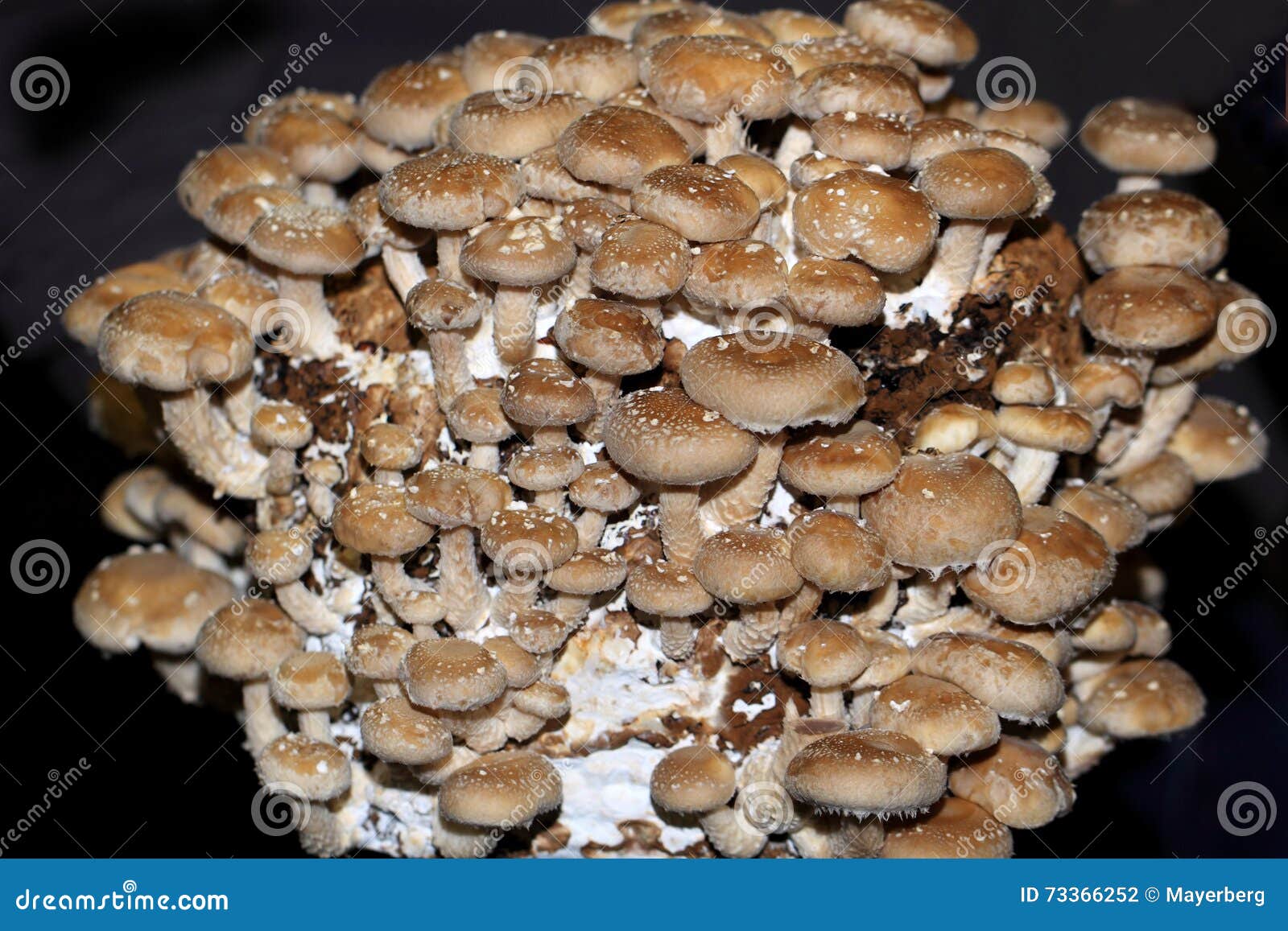 La Seta De Shiitake Es Una Seta Medicinal Foto de archivo - Imagen de ...