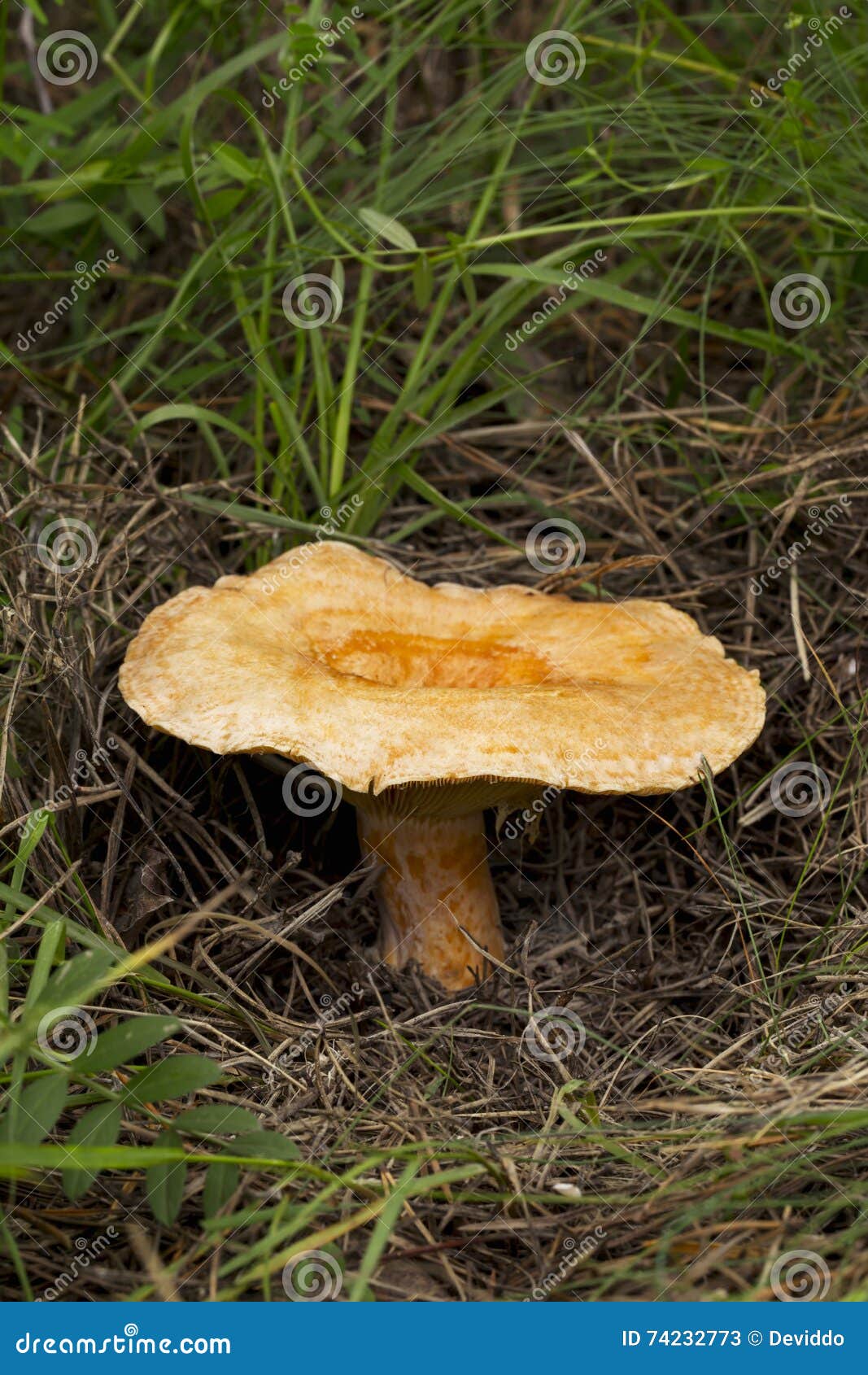 La seta no comestible imagen de archivo. Imagen de mirada - 74232773