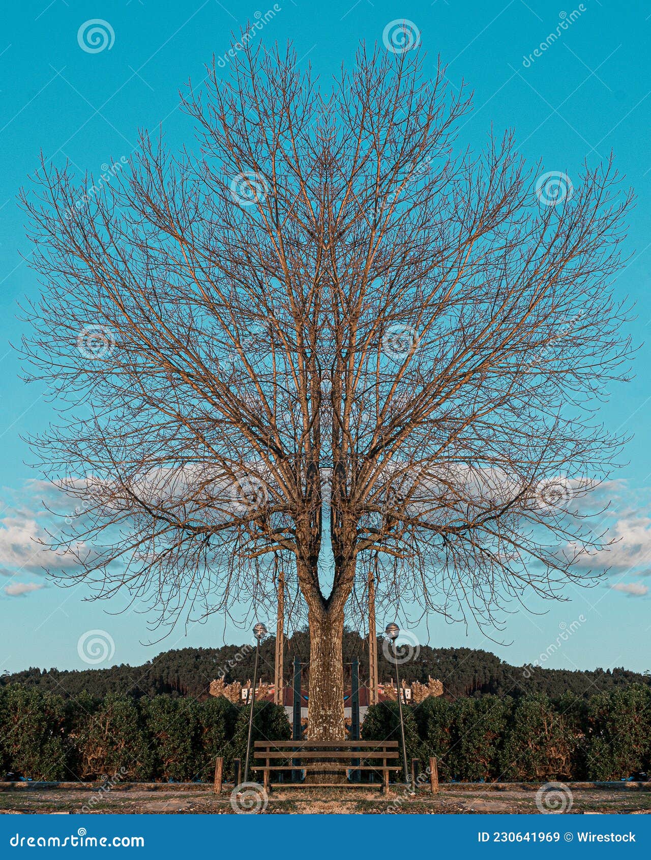 La simetría de un árbol imagen de archivo. Imagen de planta - 230641969