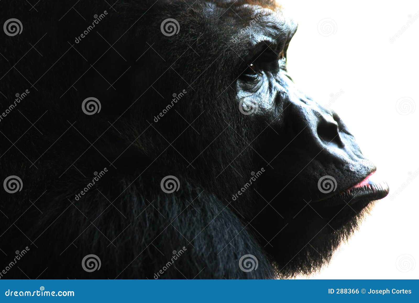 La singe photo stock. Image du primat, histoire, singe - 288366