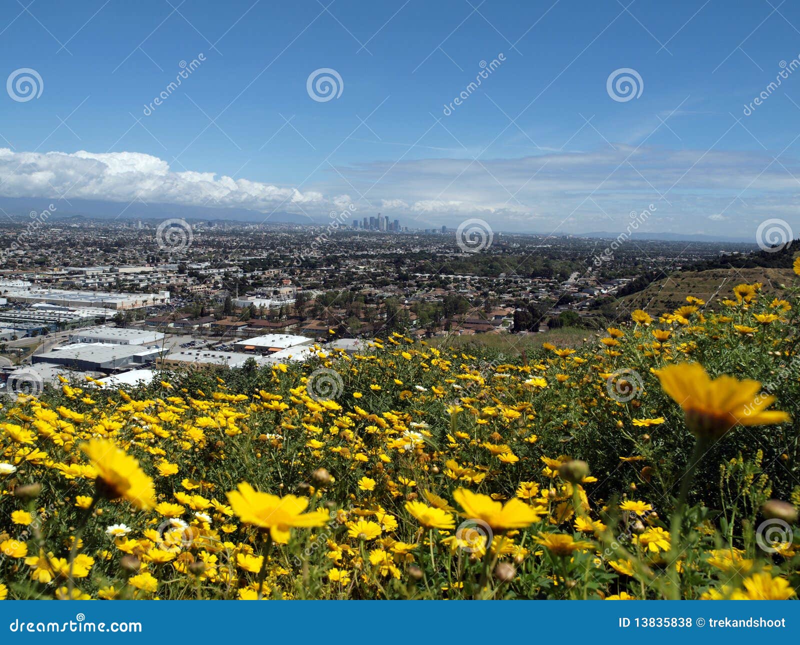 LA Spring stock photo. Image of hollywood, view, flower - 13835838
