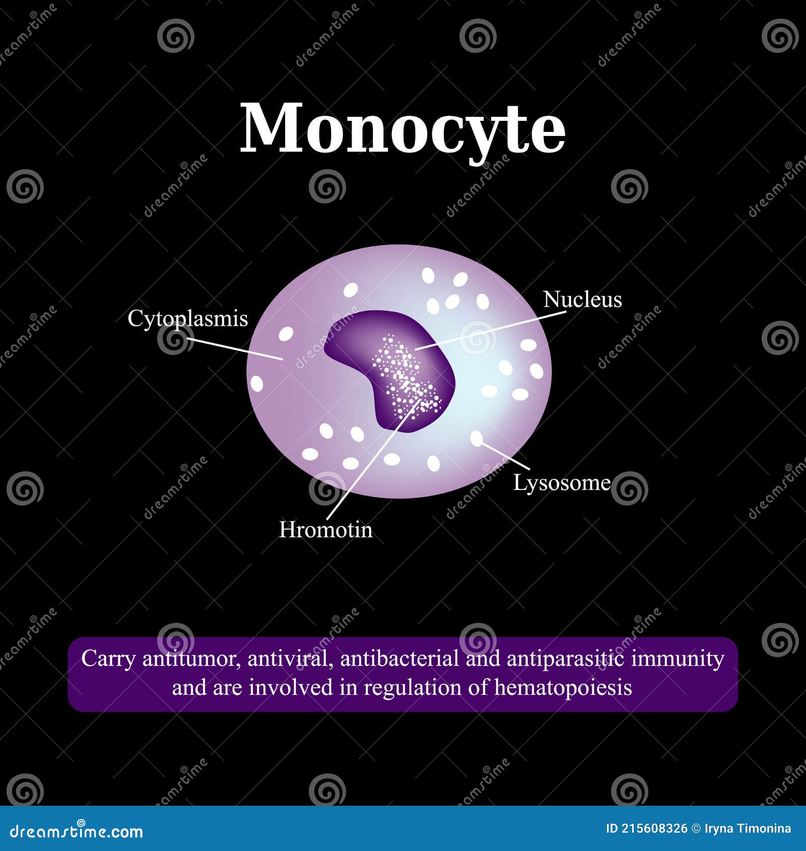 La Structure Anatomique Des Monocytes. Globule. Illustration ...