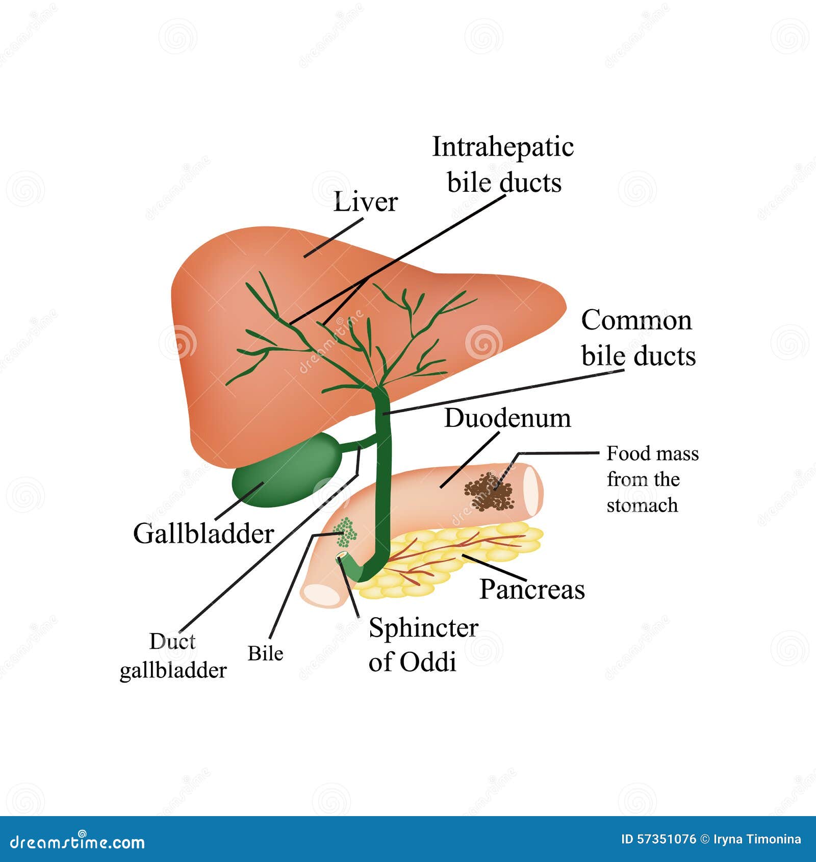 La Structure Anatomique Du Foie, Vésicule Biliaire Illustration de ...