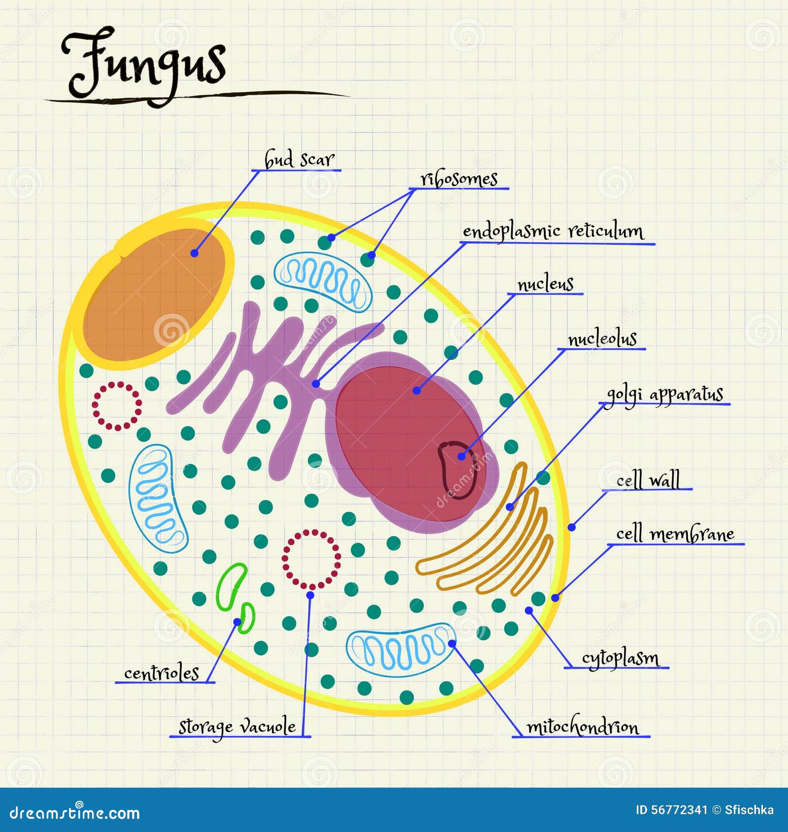 La Structure D'un Champignon Unicellulaire Illustration de Vecteur ...