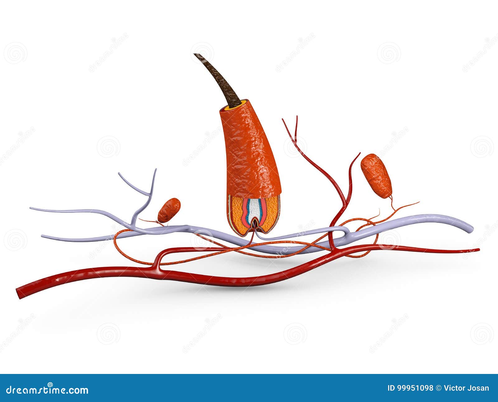 La Structure De L'ampoule De Cheveux, Affiche Anatomique De Formation ...