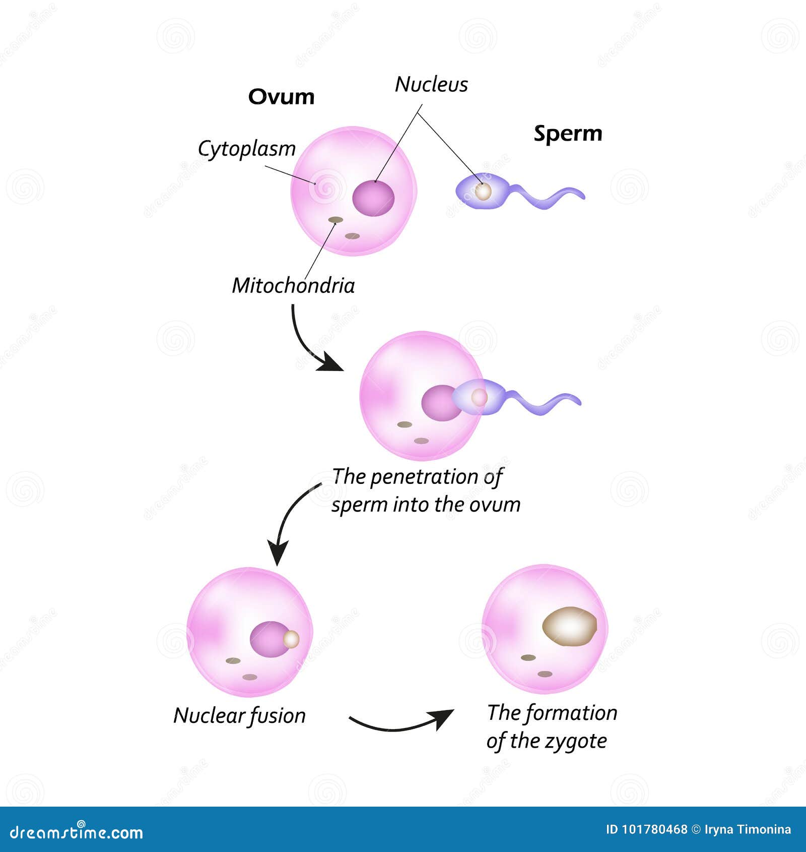 La Structure De L'ovule L'introduction Du Sperme Dans L'ovule ...