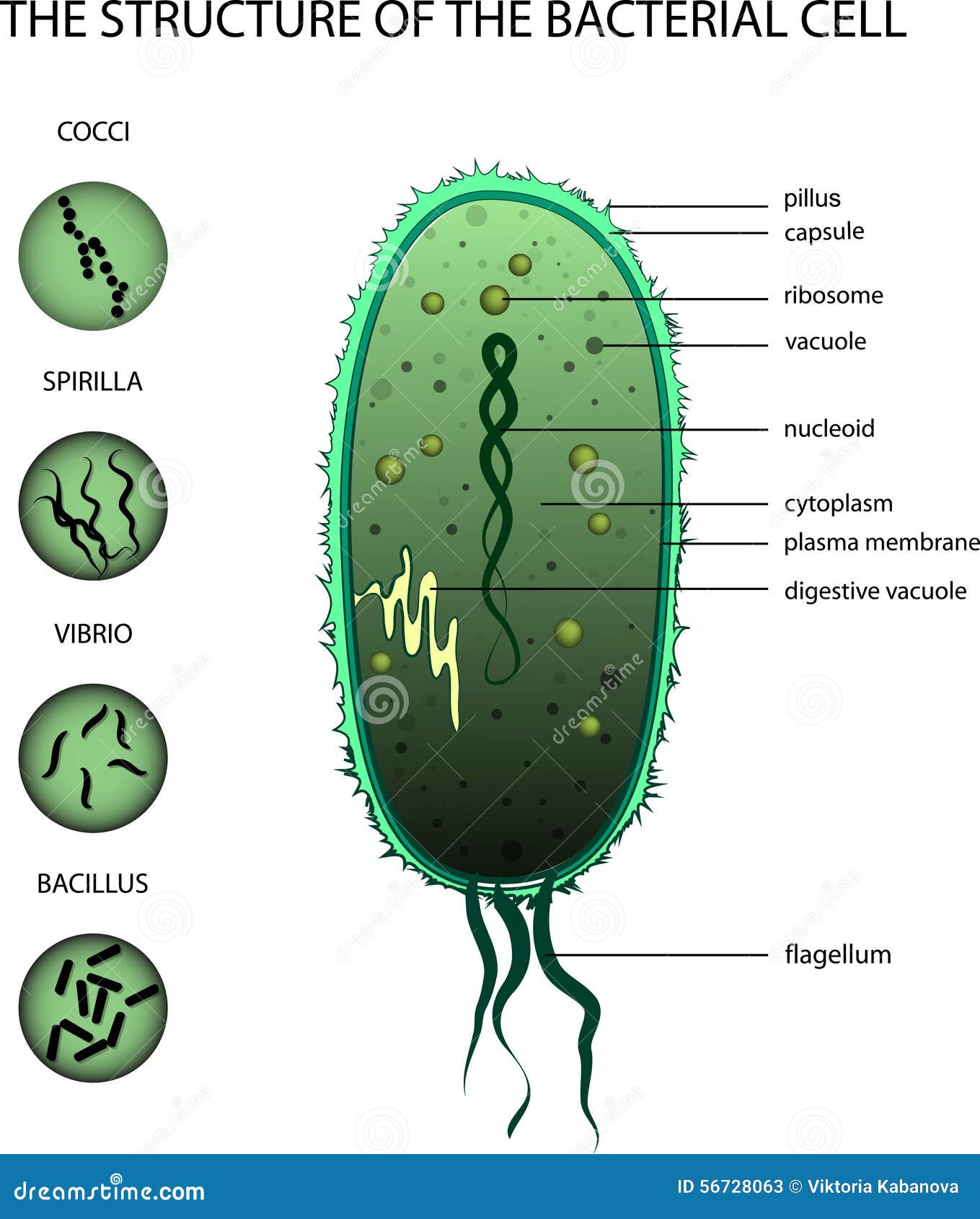 LA STRUCTURE DE LA CELLULE BACTÉRIENNE Illustration de Vecteur ...