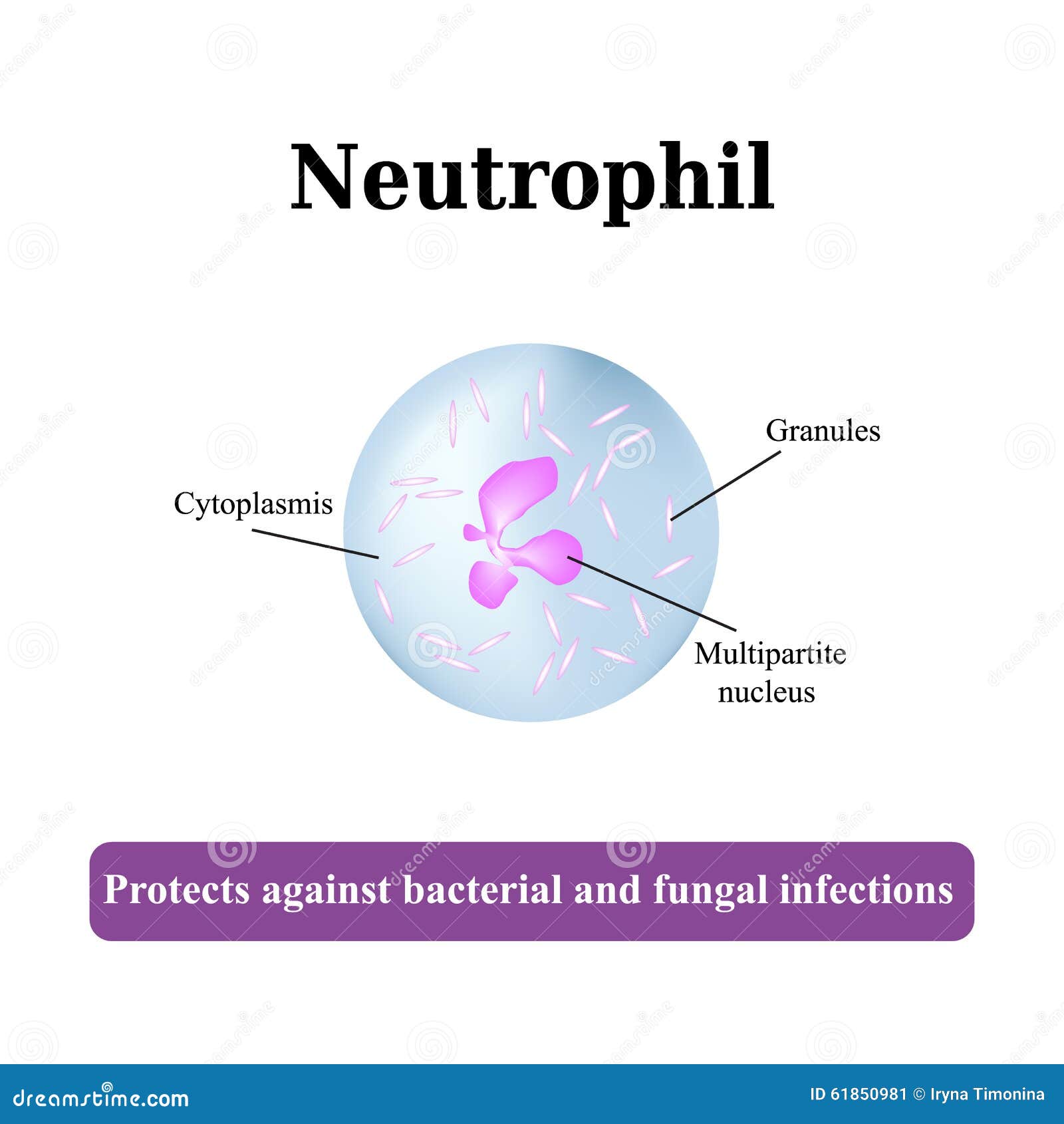 Diagramme Des Neutrophiles