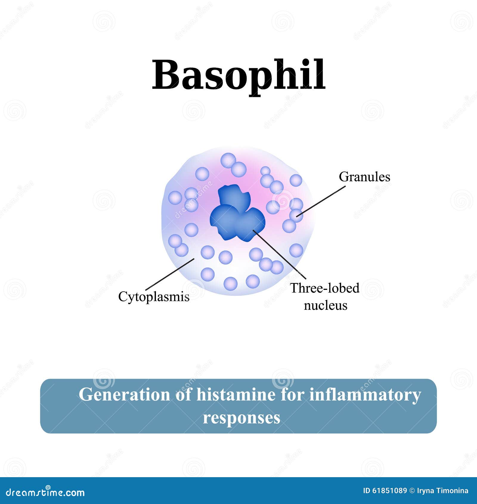 La Structure Du Basophile Illustration De Vecteur Illustration de ...