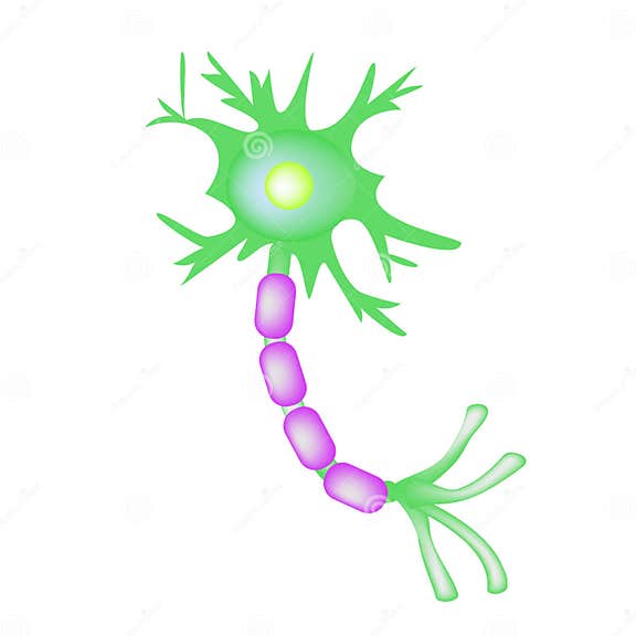 La Structure Du Neurone Moteur Infographie Illustration De Vecteur Sur